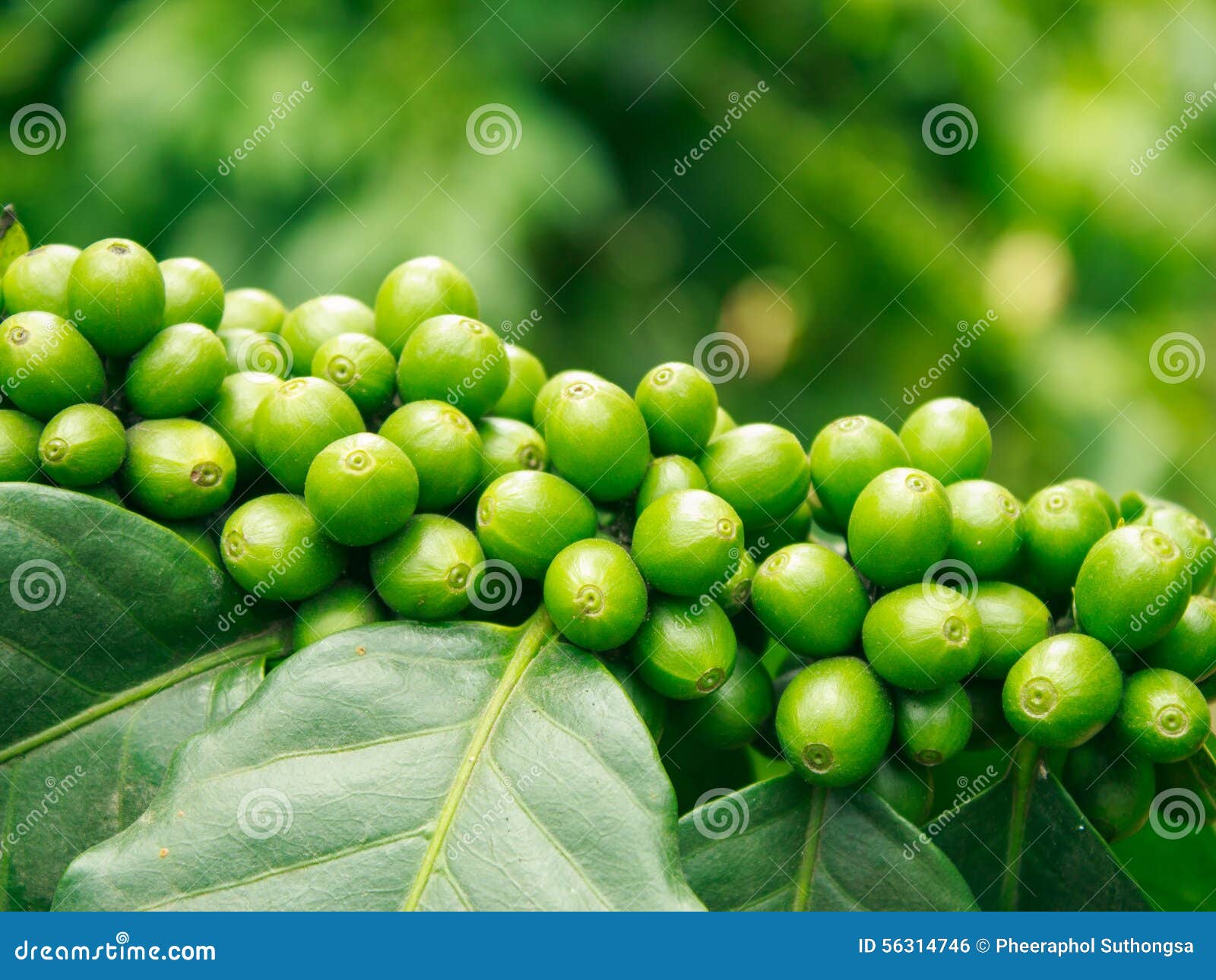 Arabica coffee trees stock photo. Image of green, evergreen - 56314746