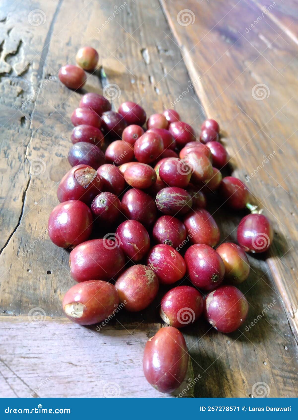 Arabica Red Coffee Cherries are Oval in Shape Stock Image - Image of ...
