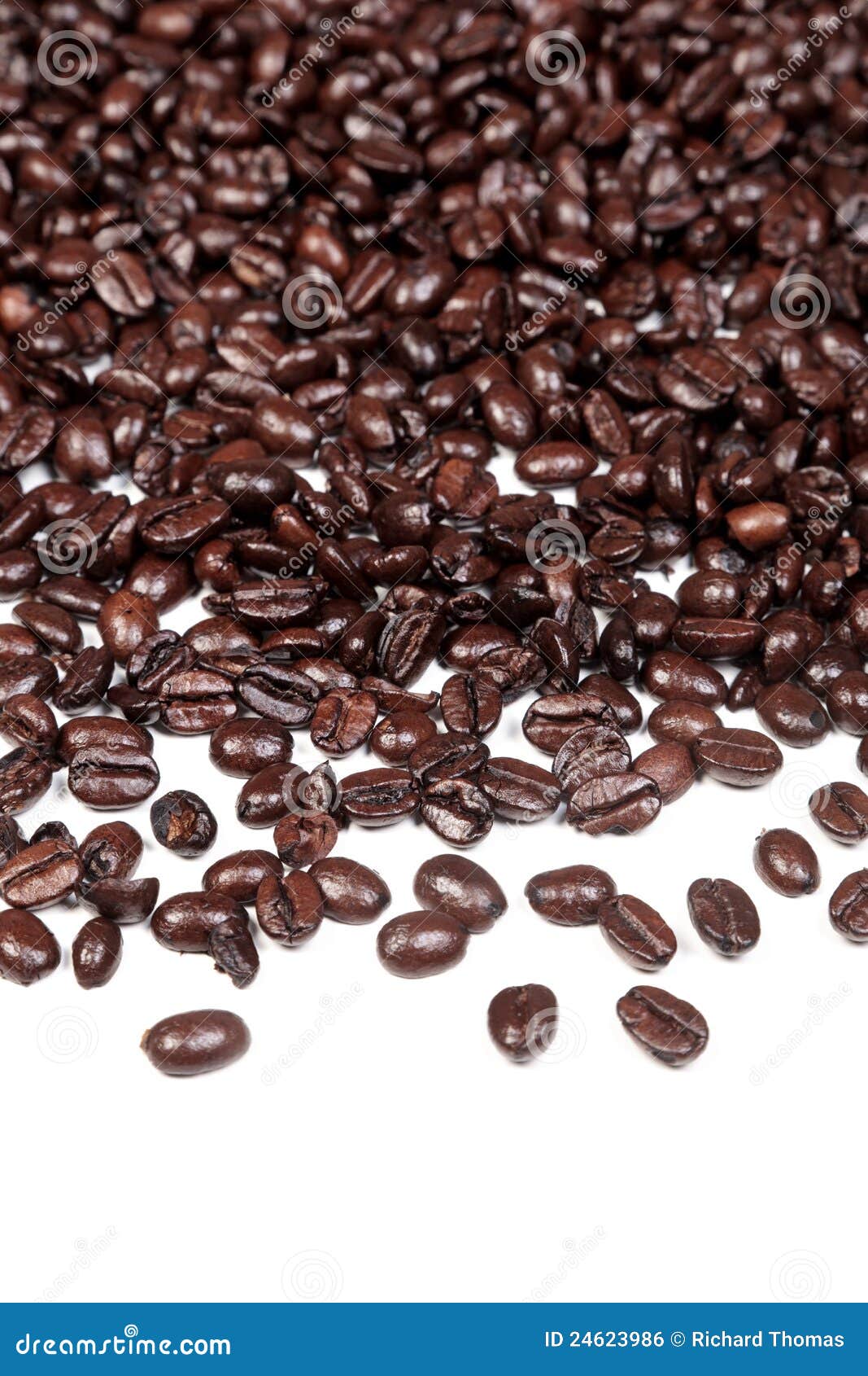 Arabica and Robusta Coffee Beans on White Stock Photo - Image of life ...
