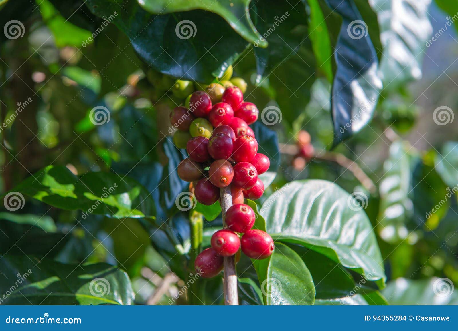 Arabica and Robusta Tree in Coffee Plantation Stock Photo - Image of ...