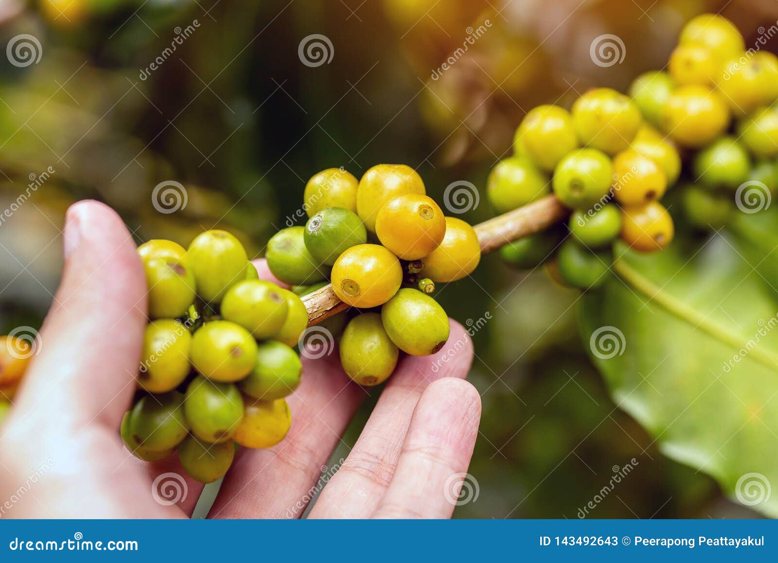 Arabica Yellow Coffee Beans on Tree Branch Stock Image - Image of ...