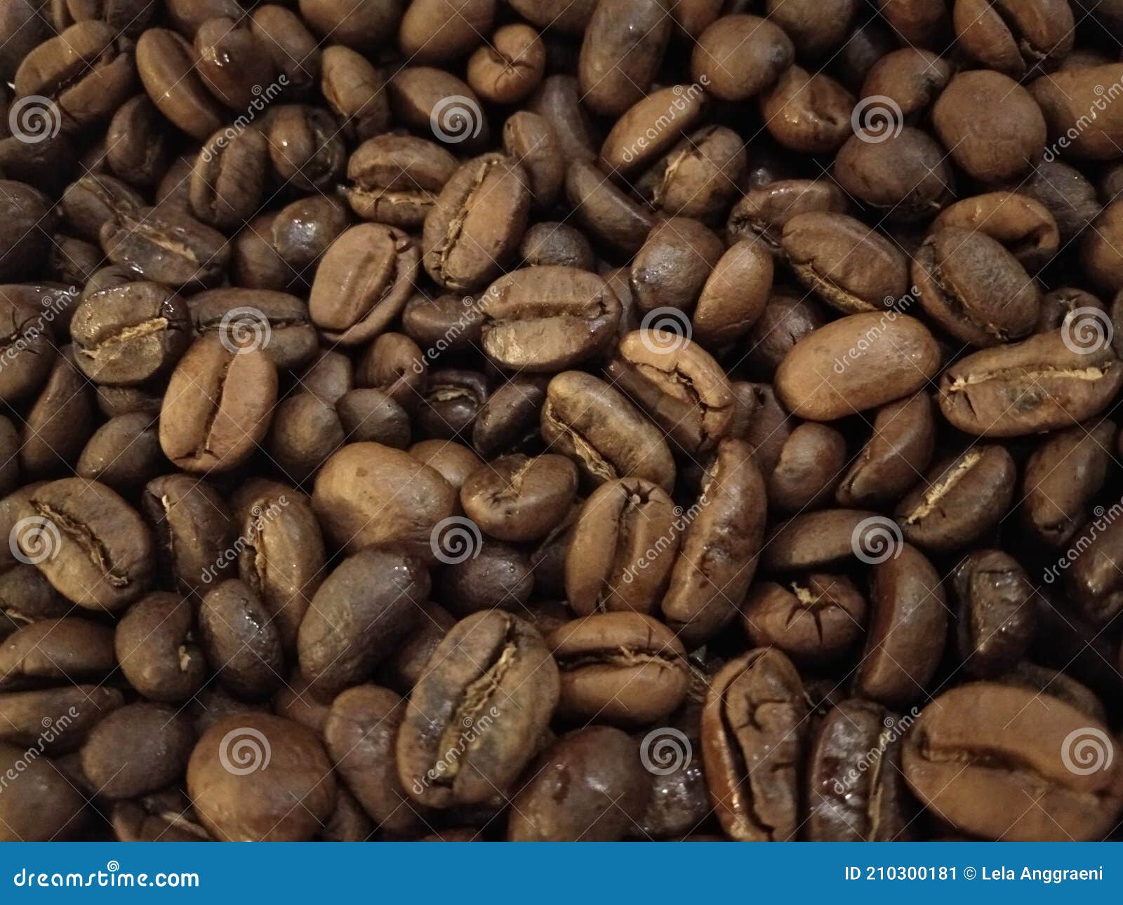 Arabican coffee bean stock image. Image of baverage - 210300181