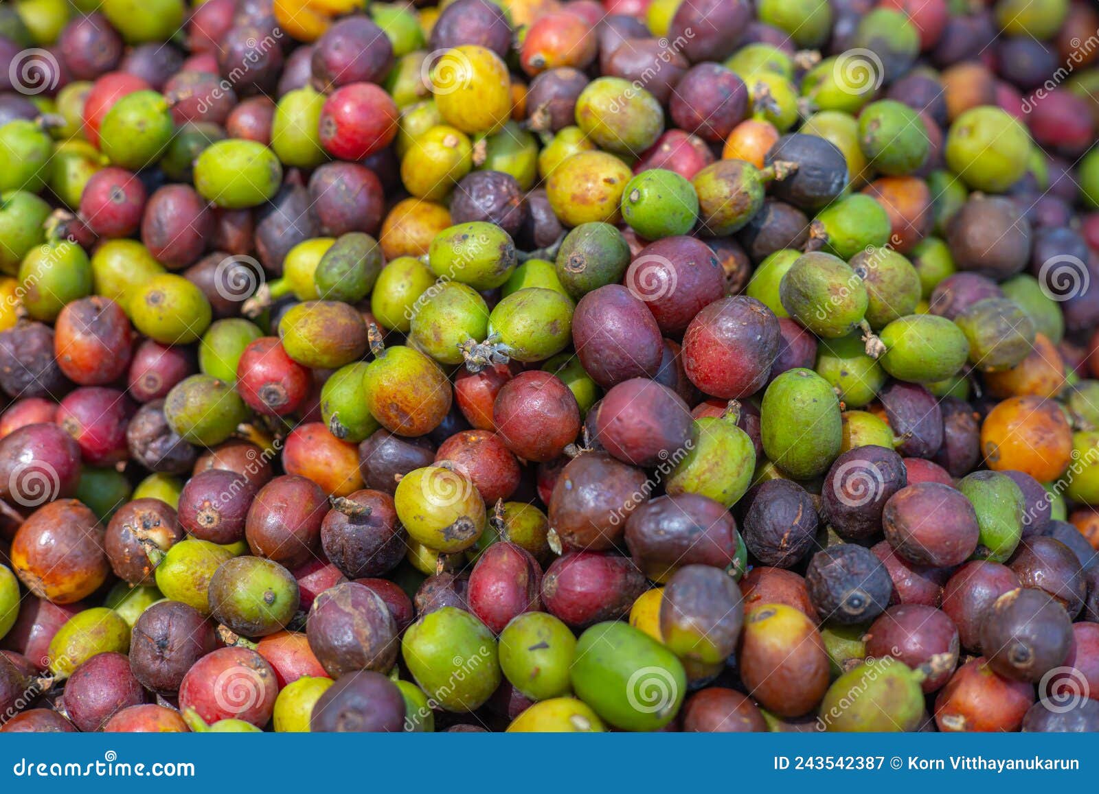 Arabican Coffee Bean Ripe Seed. Robusta Coffee Bean Crop Closeup Stock ...