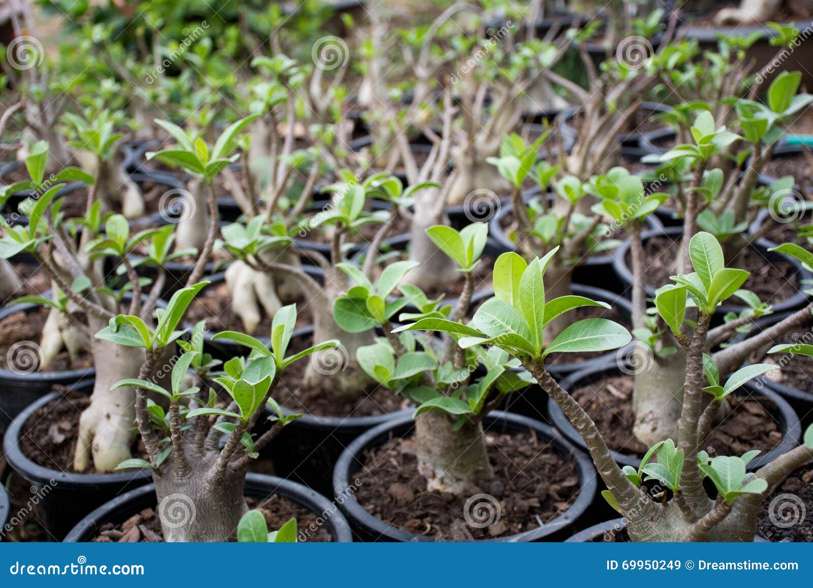 Arabicum Adenium is on Growing. Stock Image - Image of arabicum, botany ...