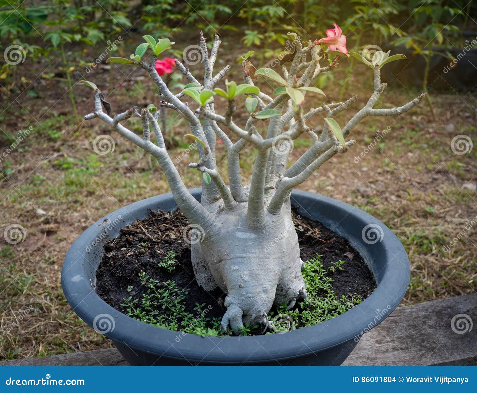 Arabicum Adenium Socotranum 库存照片 - 图片 包括有 沙漠, 传记: 86091804