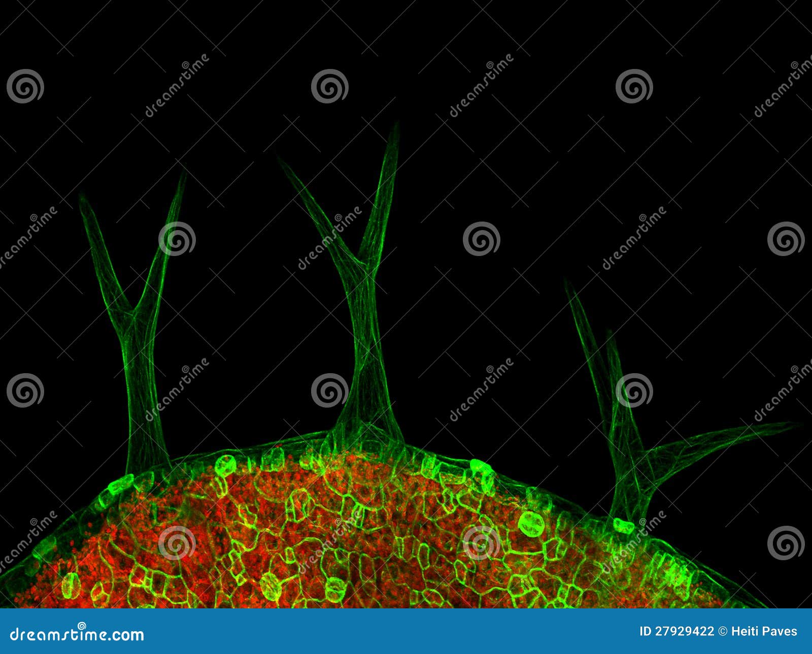 Arabidopsis trichomes stock photo. Image of hairs, leaf - 27929422