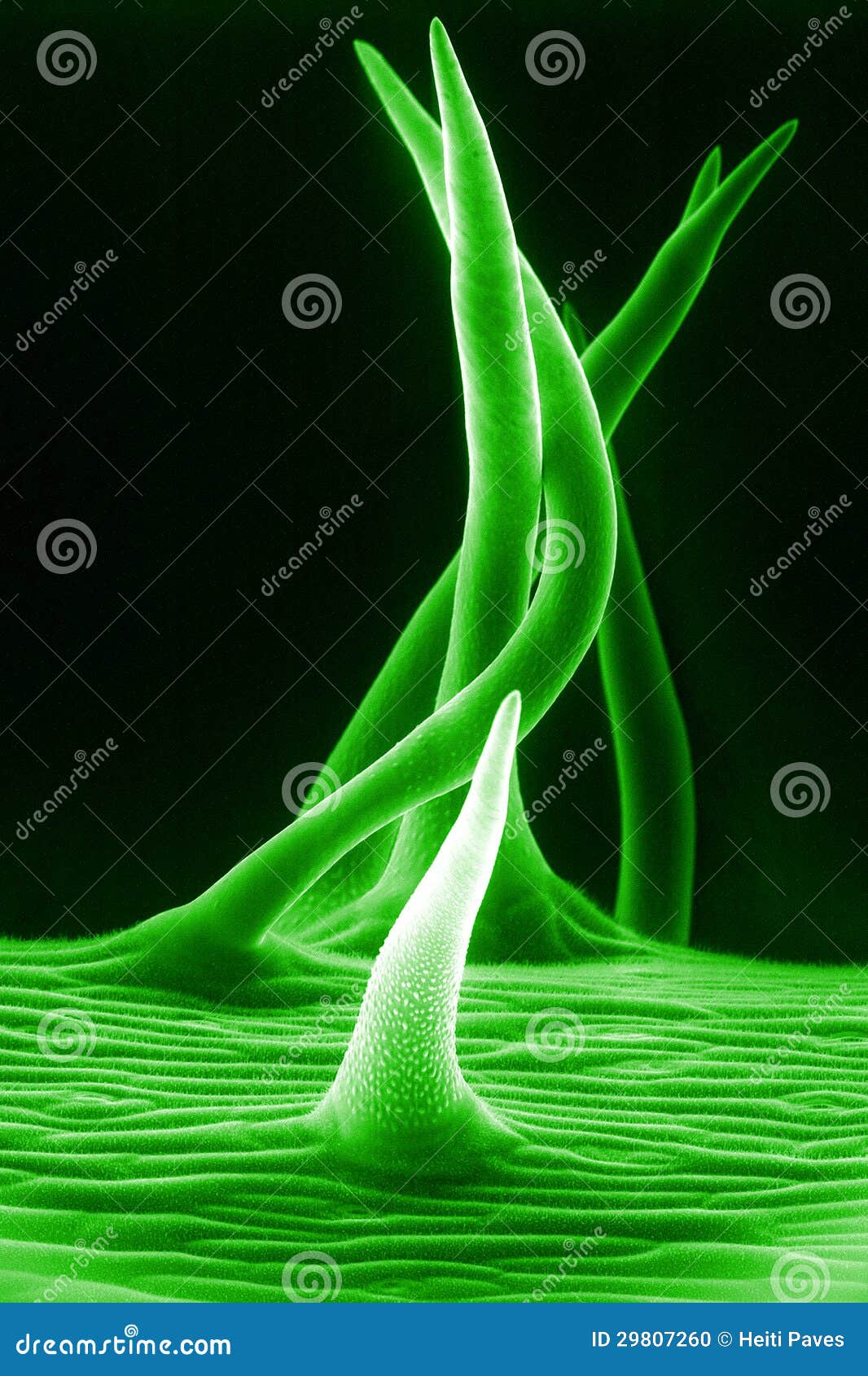 Arabidopsis trichomes stock illustration. Illustration of chloroplast ...