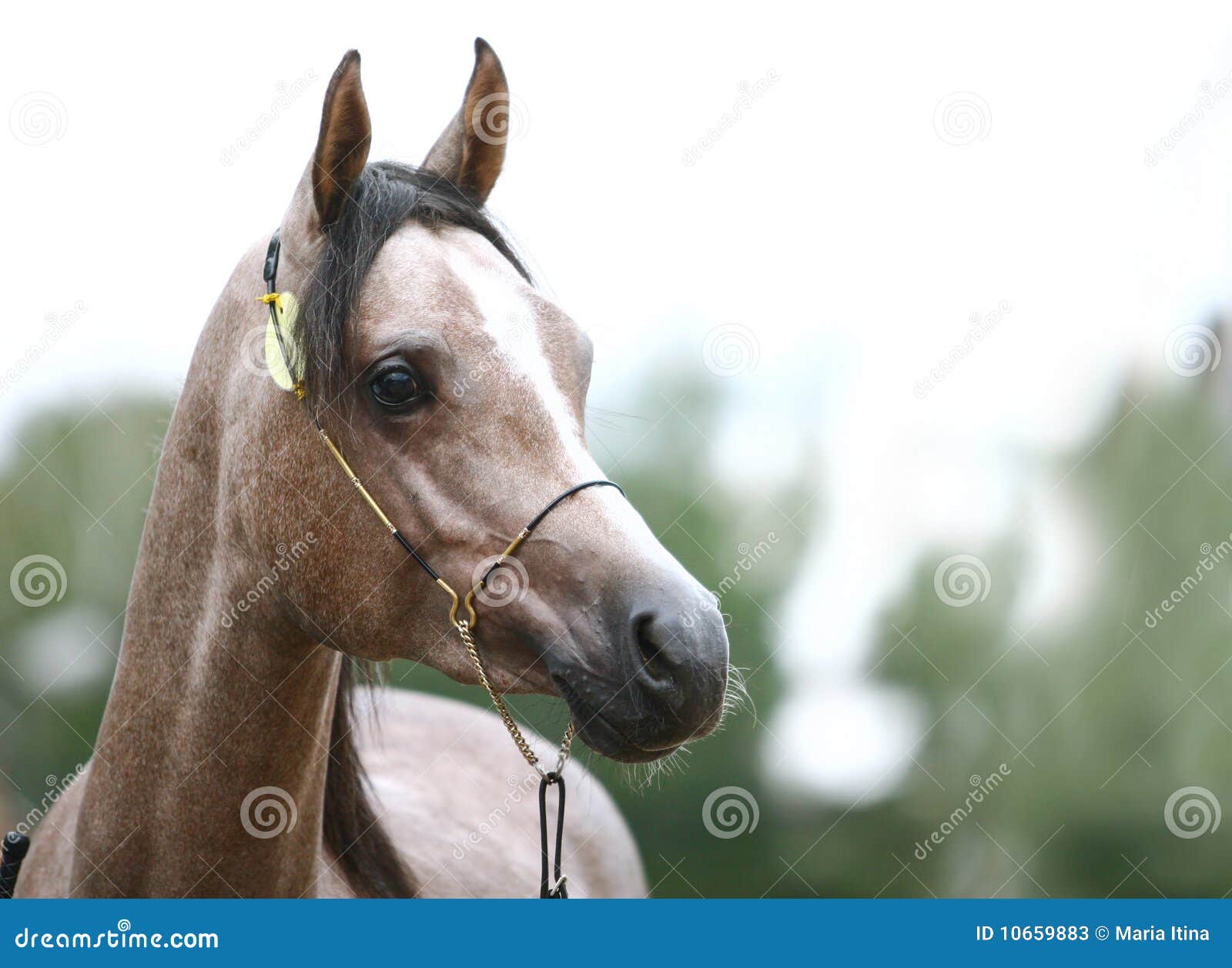 Arabier bij paard toont stock afbeelding. Image of horsey - 10659883