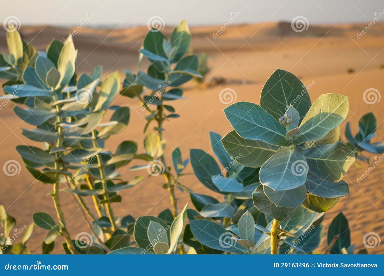 Arabische woestijn stock foto. Image of heet, woestijn - 29163496
