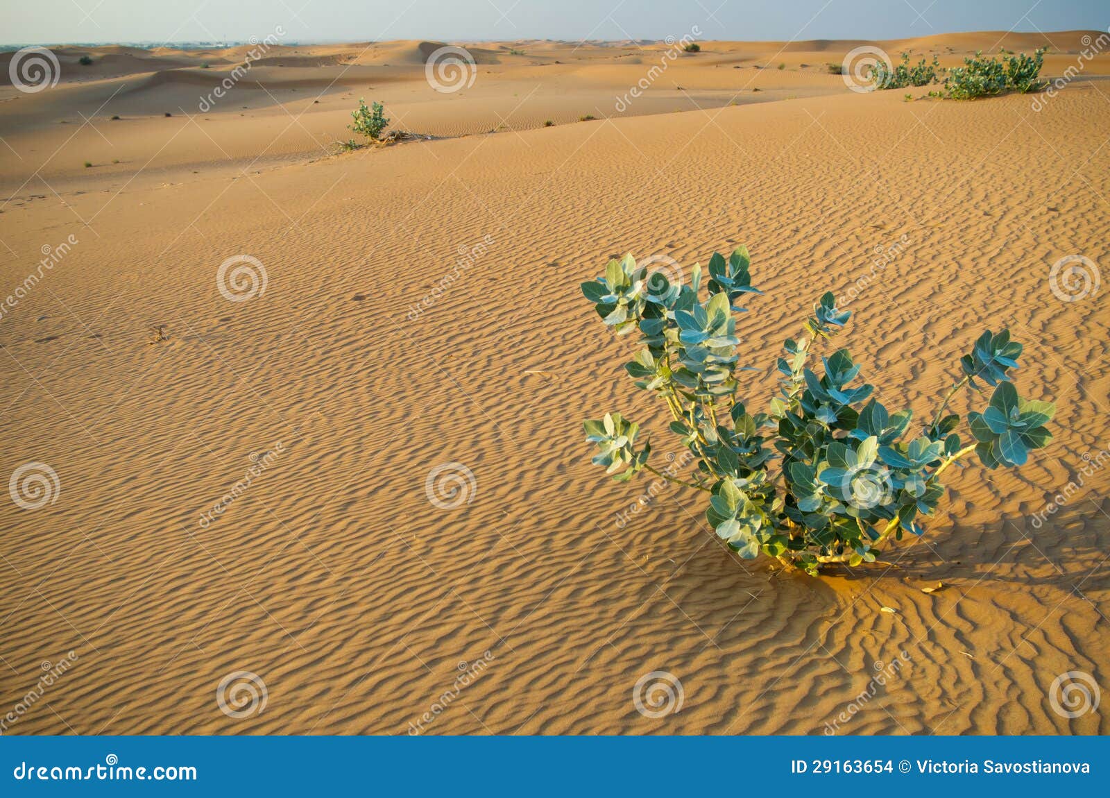 Arabische woestijn stock foto. Image of horizon, golf - 29163654