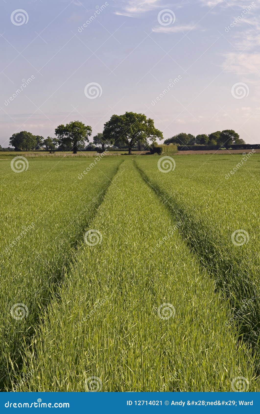 Arable Farm Crop stock image. Image of crop, farmland - 12714021