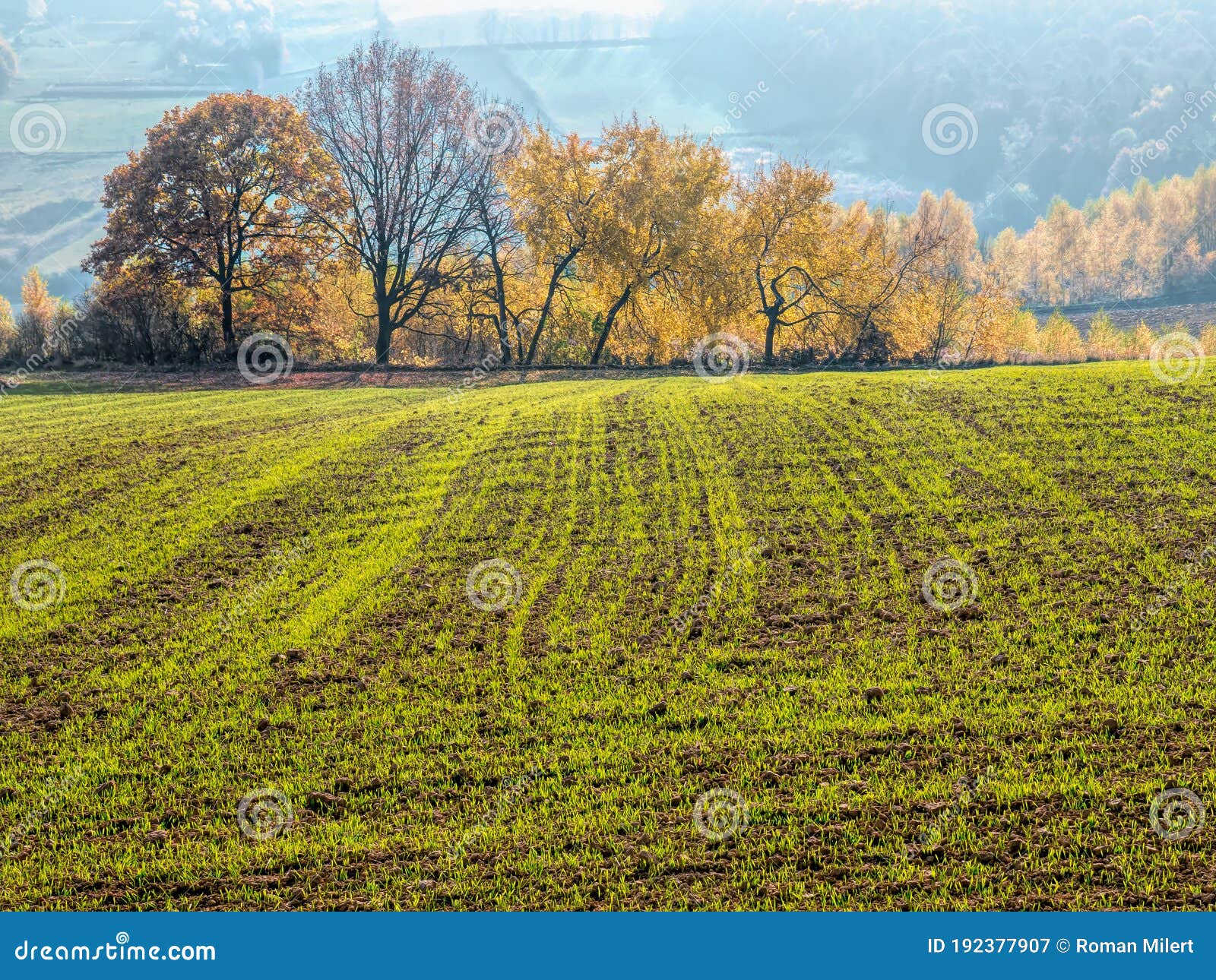 Arable Field with Trees in the Fall Calors Stock Image - Image of green ...