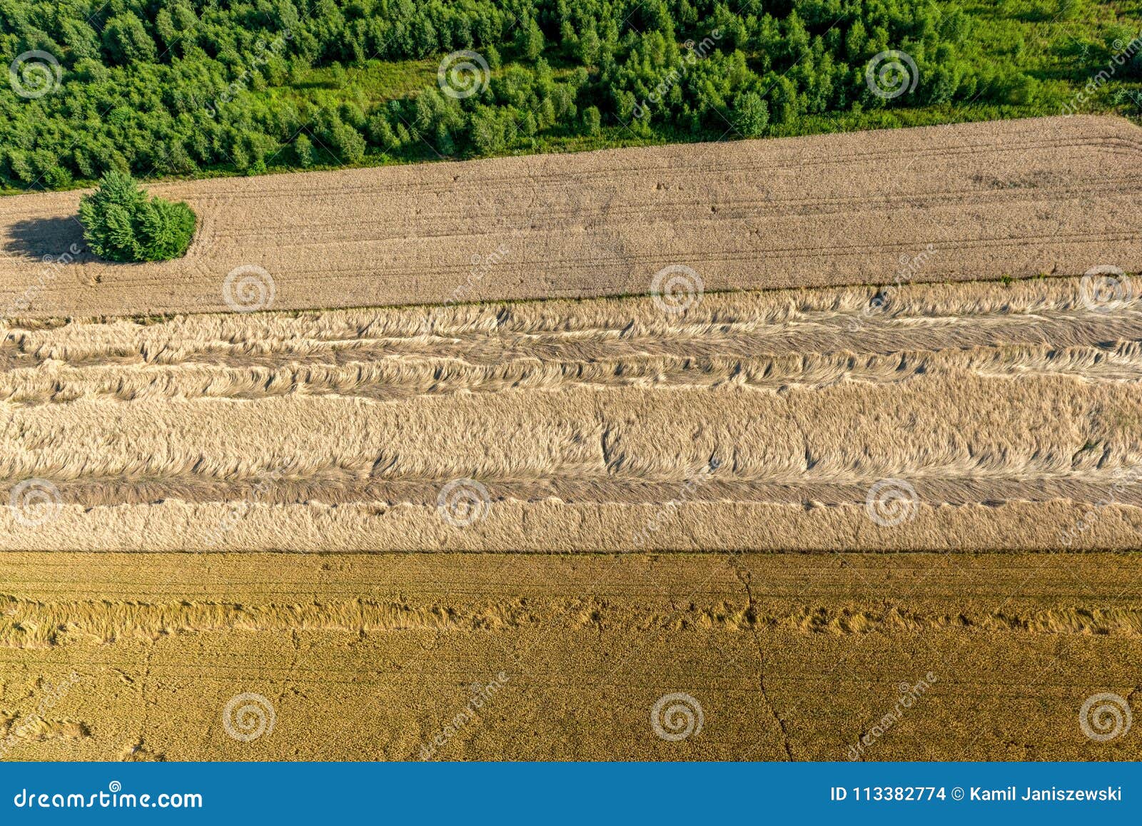 Arable Fields, Grain Destroyed during a Storm. Stock Photo - Image of ...