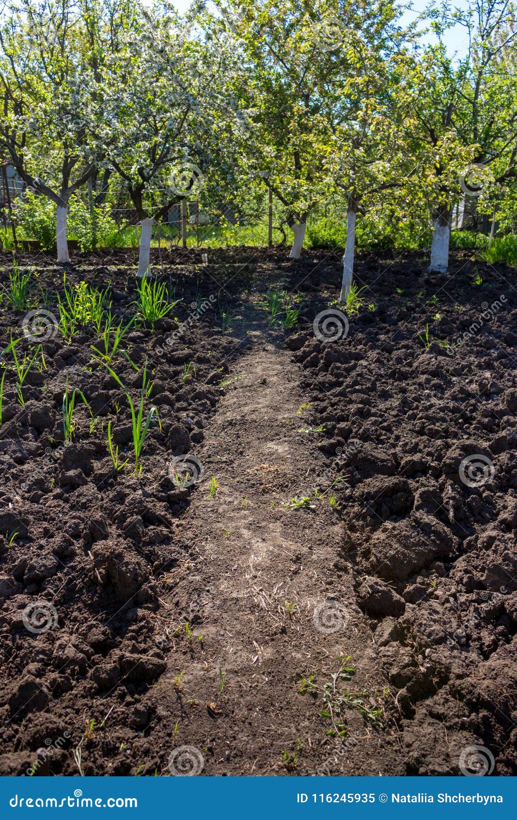Arable Land and Fruit Trees in Spring Garden. Spring Landscape Stock ...