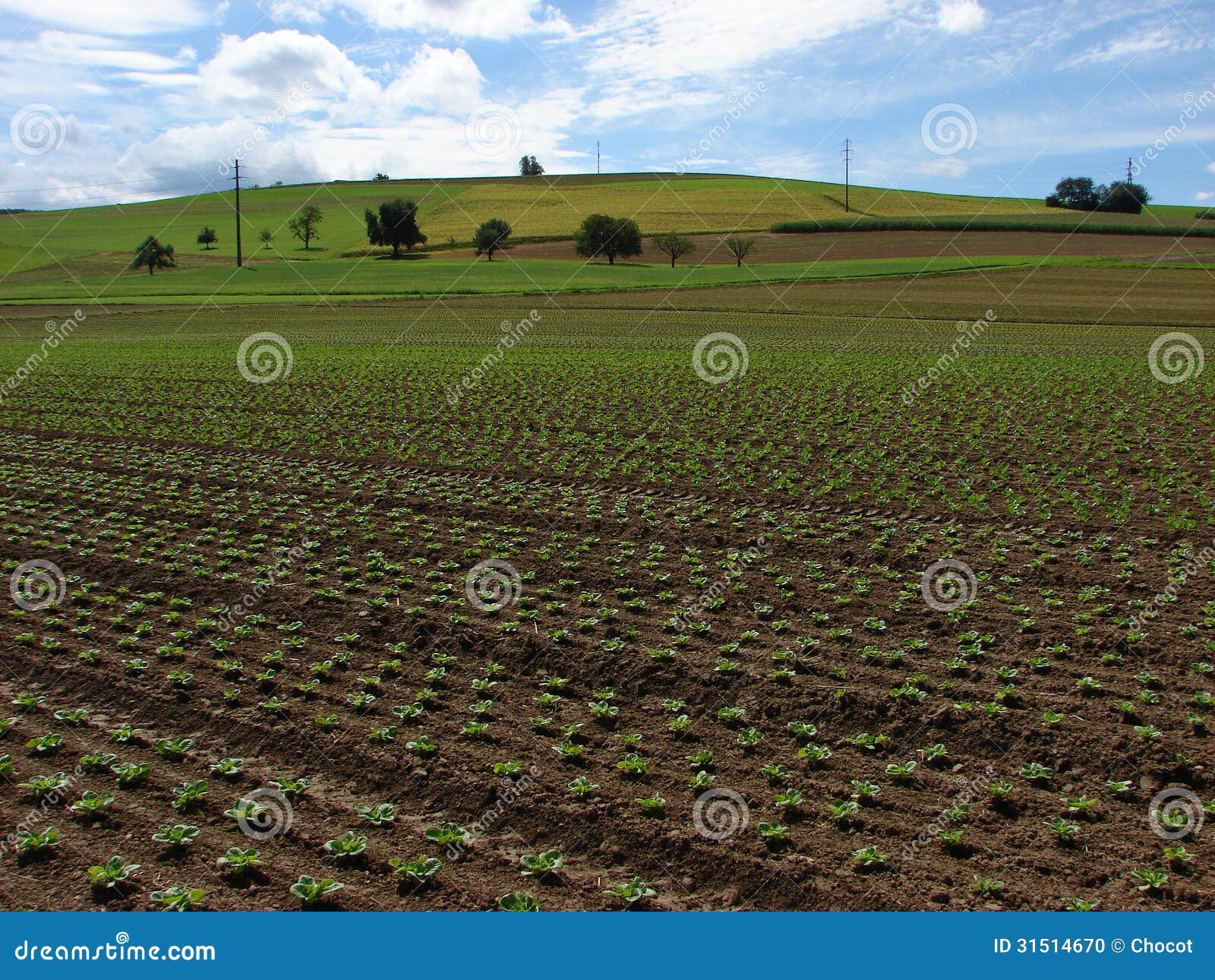 Arable land stock photo. Image of vegetables, agriculture - 31514670