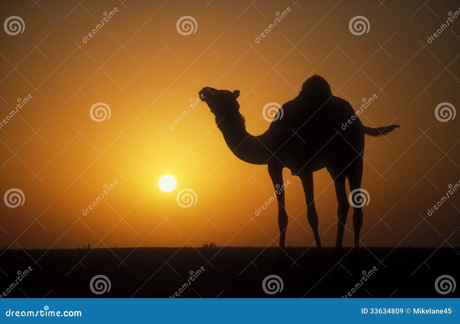 Arabski Lub Dromader Wielbłąd, Camelus Dromedarius Obraz Stock - Obraz ...