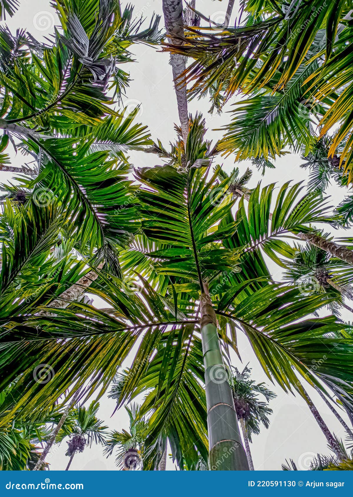 Araca Tree S Nature Photography Stock Photo - Image of tropics, spruce ...