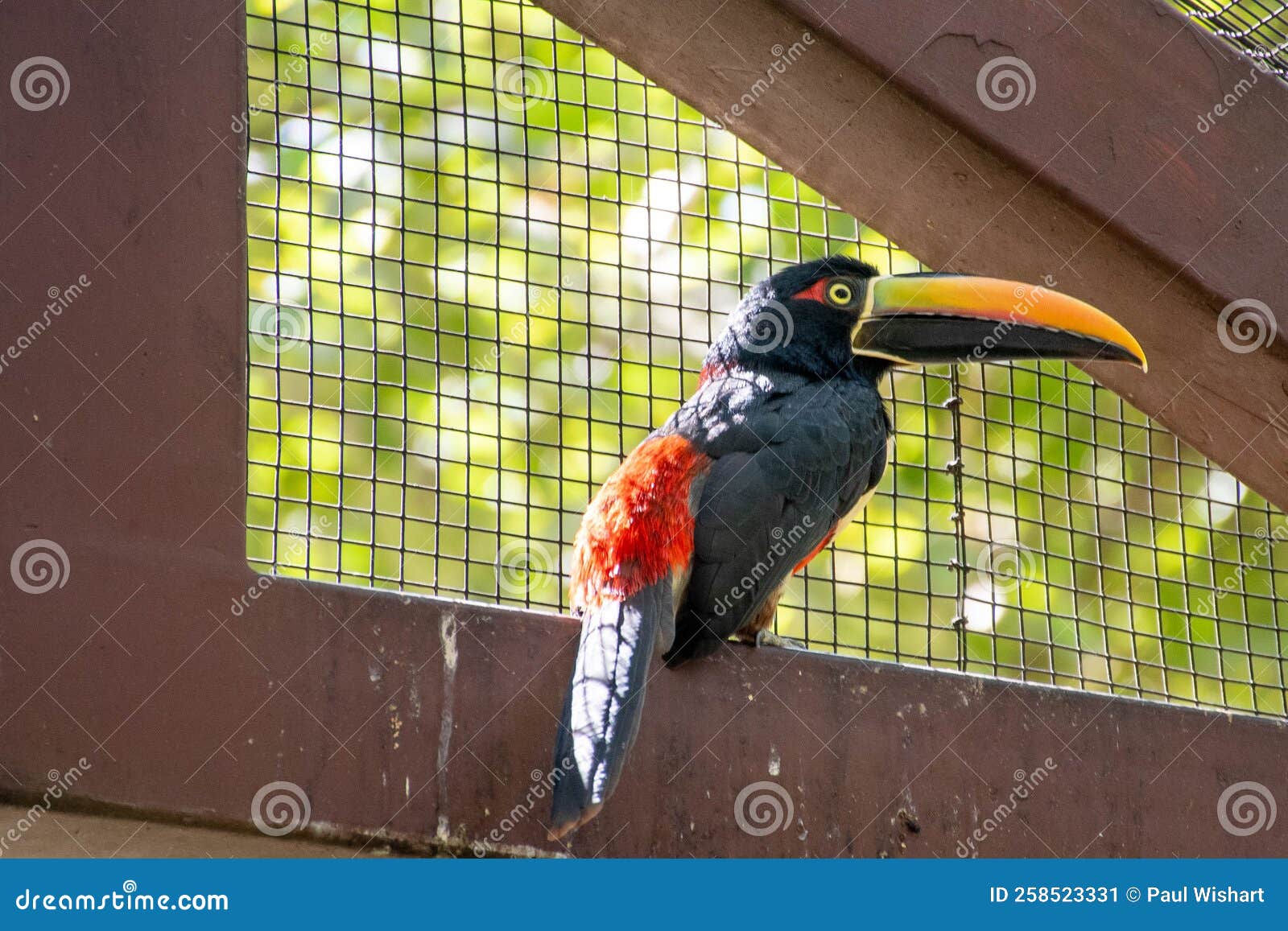Aracari Toucan with Cage Behind Stock Image - Image of outdoor, america ...