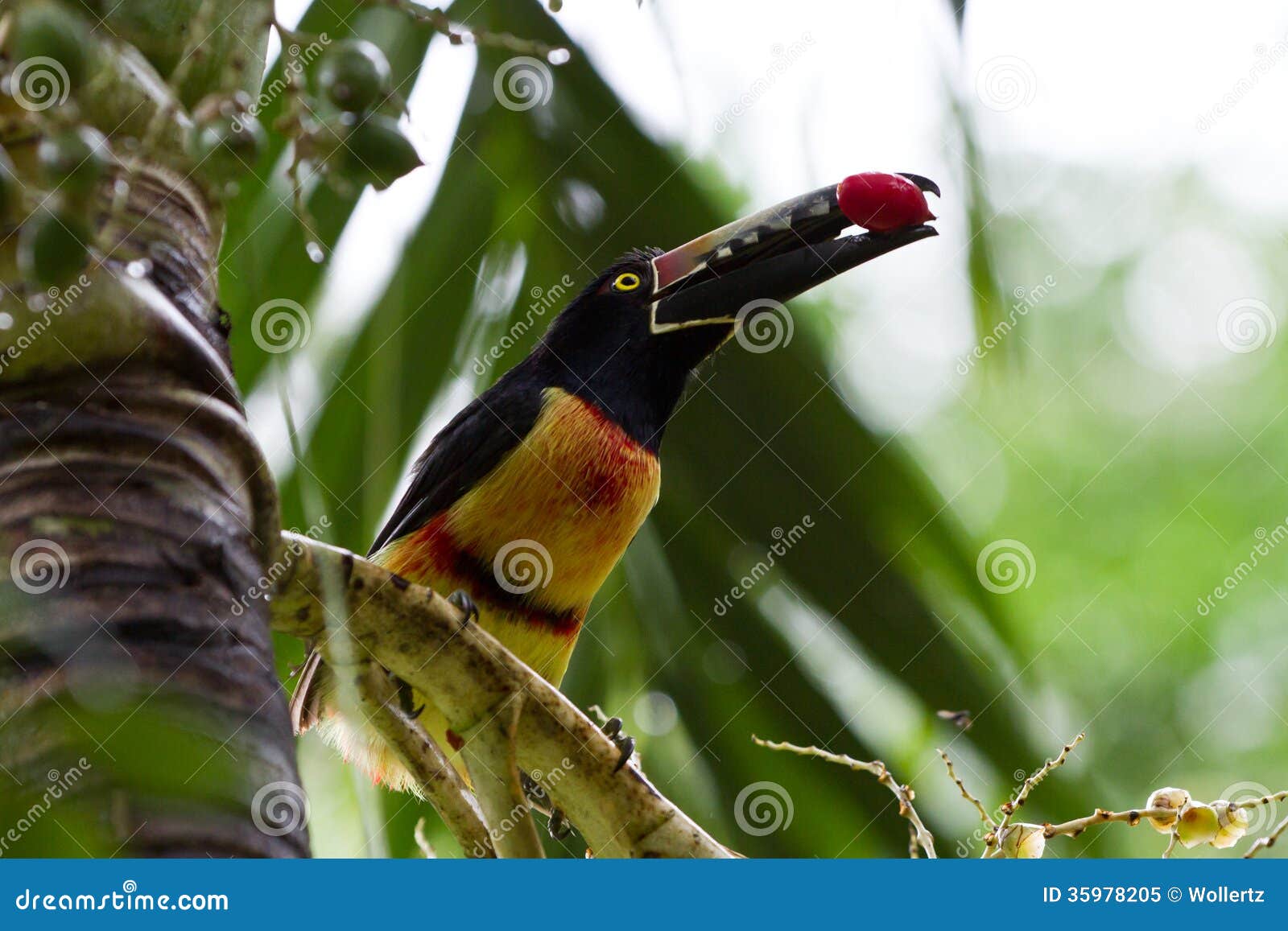 Aracari Toucan stock image. Image of medium, pteroglossus - 35978205
