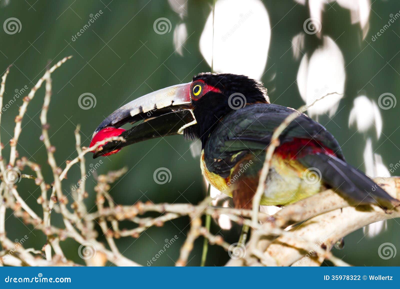 Aracari Toucan stock photo. Image of natural, toucan - 35978322