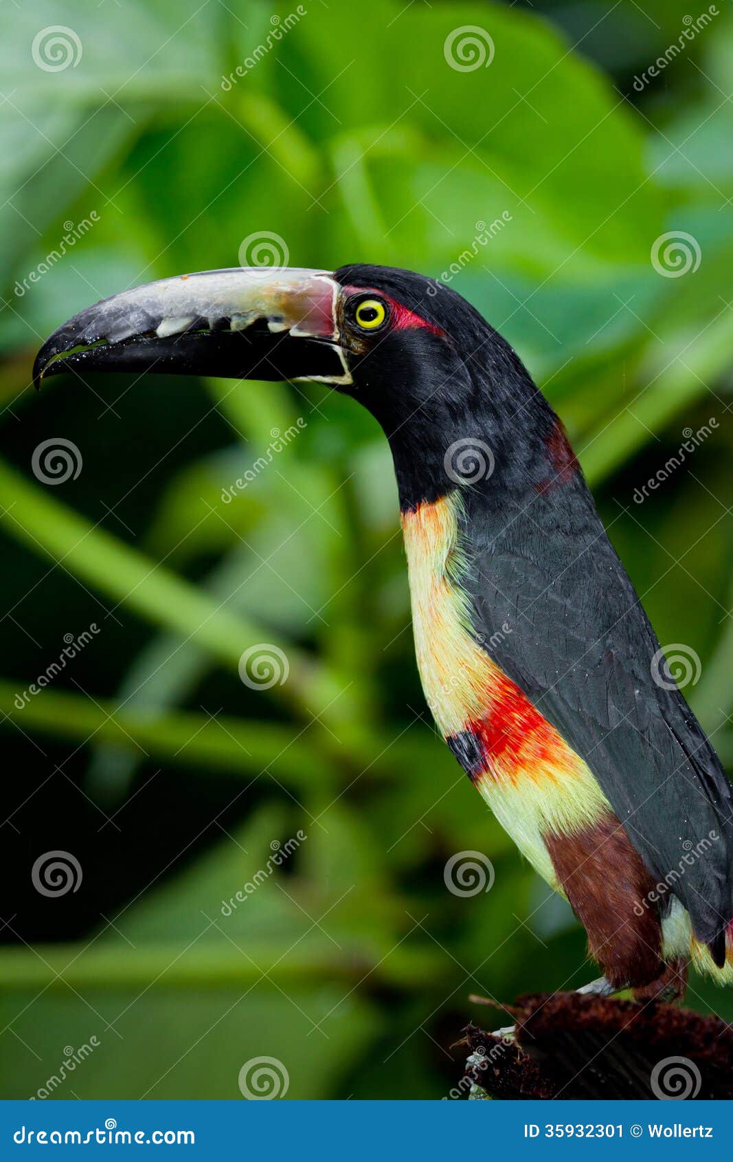 Aracari Tucan image stock. Image du support, couleurs - 35932301