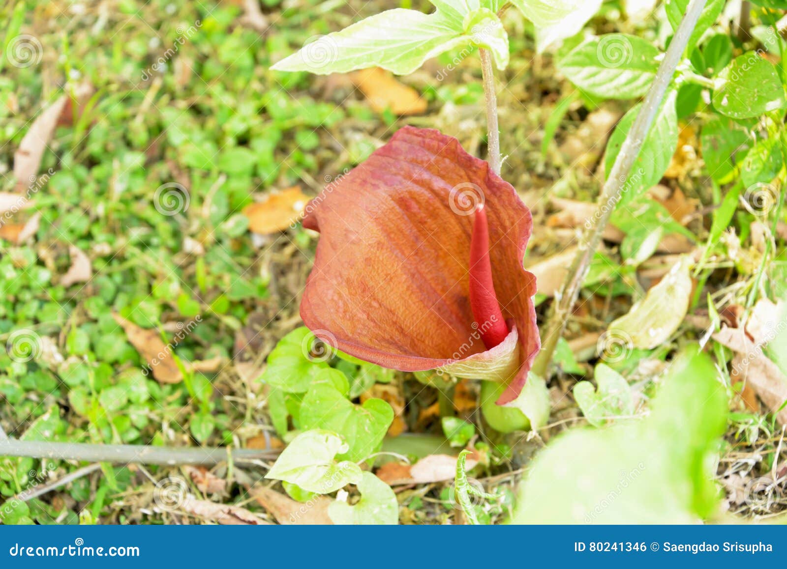 ARACEAE stock photo. Image of angiosperms, aethiopica - 80241346