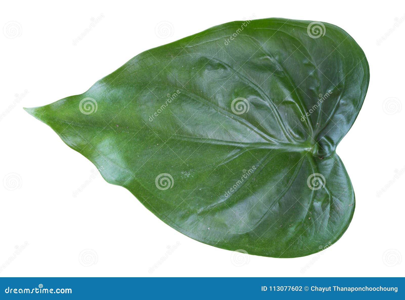 Araceae leaves stock photo. Image of tree, leaves, araceae - 113077602