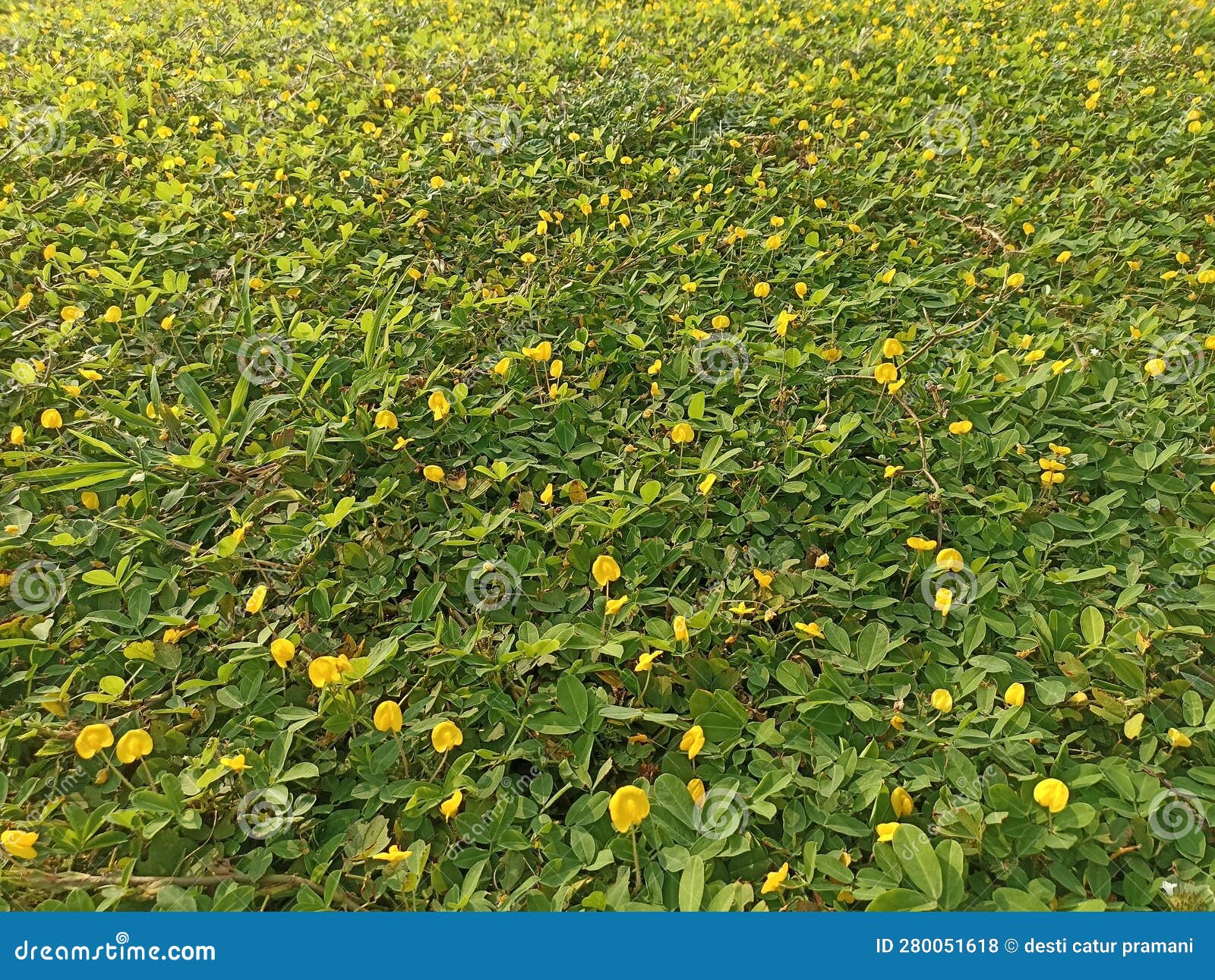 Arachi Pintoi Grass in the Yard of Al Jabar Mosque in the Morning Stock ...