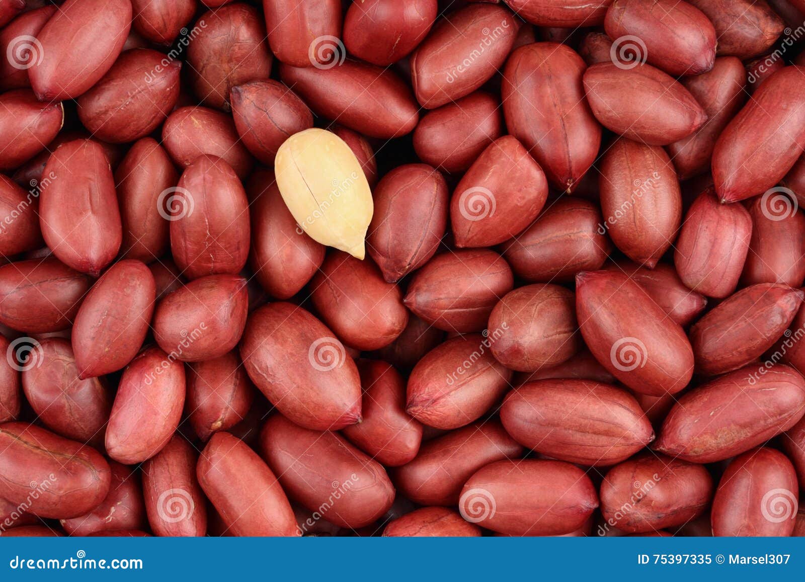 Arachide image stock. Image du complètement, pecan, groupe - 75397335