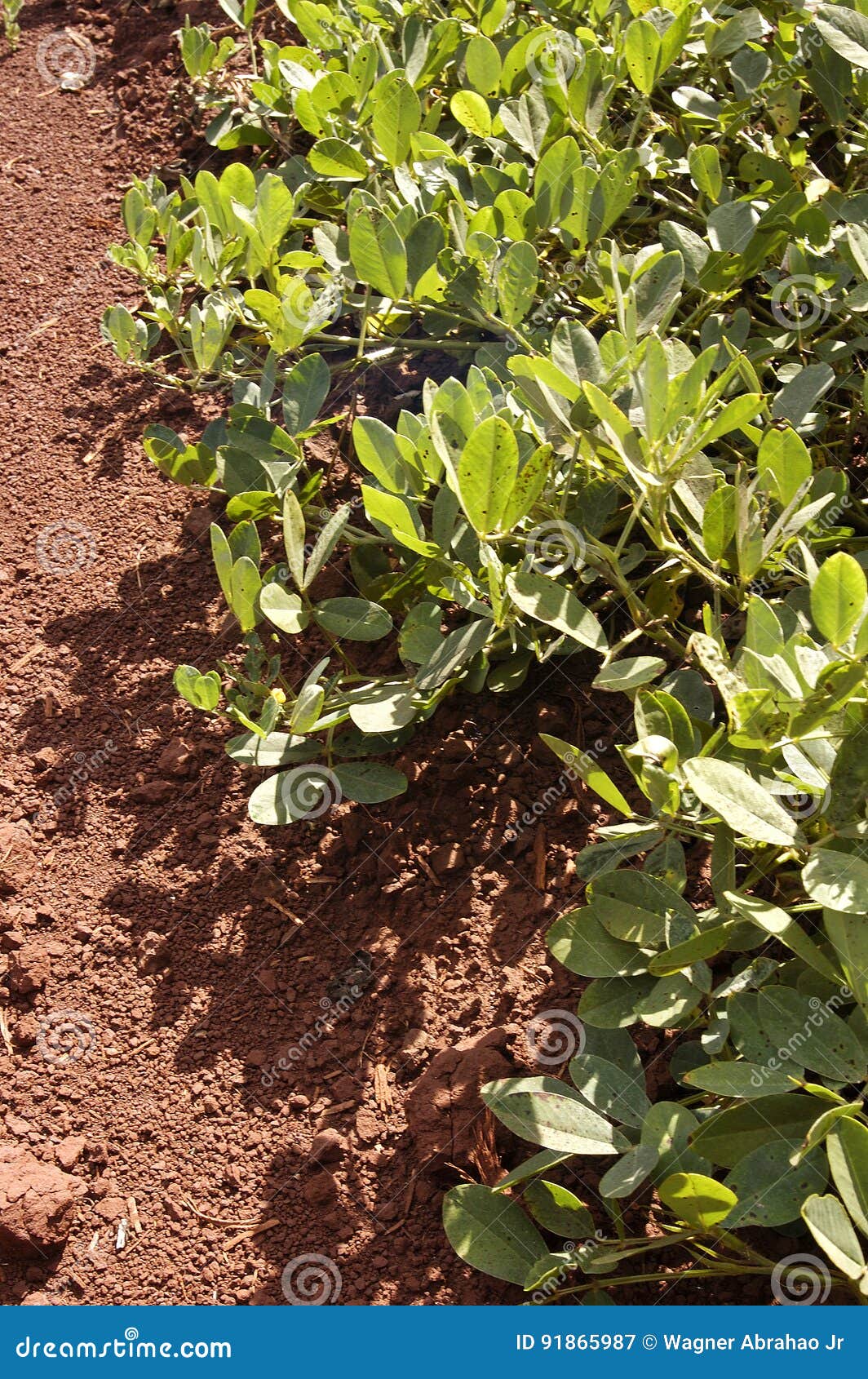 Arachide immagine stock. Immagine di nave, paulo, pianta - 91865987