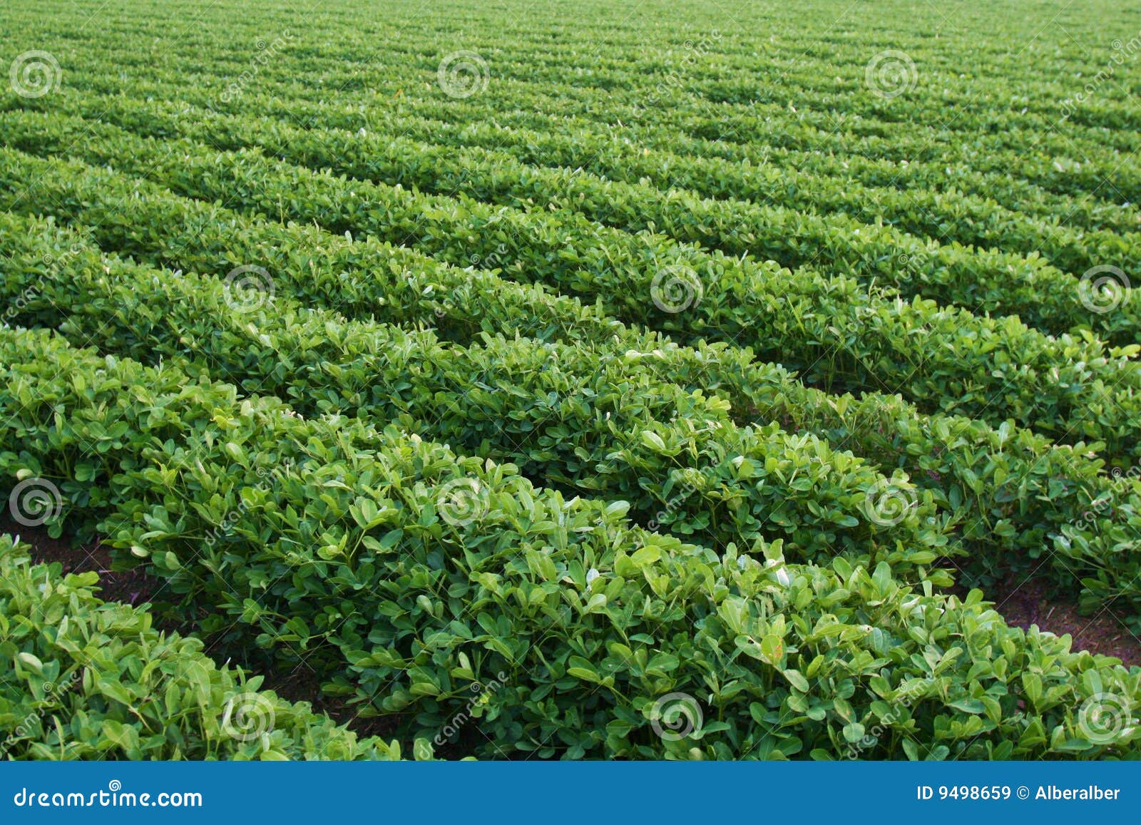 Arachide de ferme image stock. Image du centrale, zone - 9498659