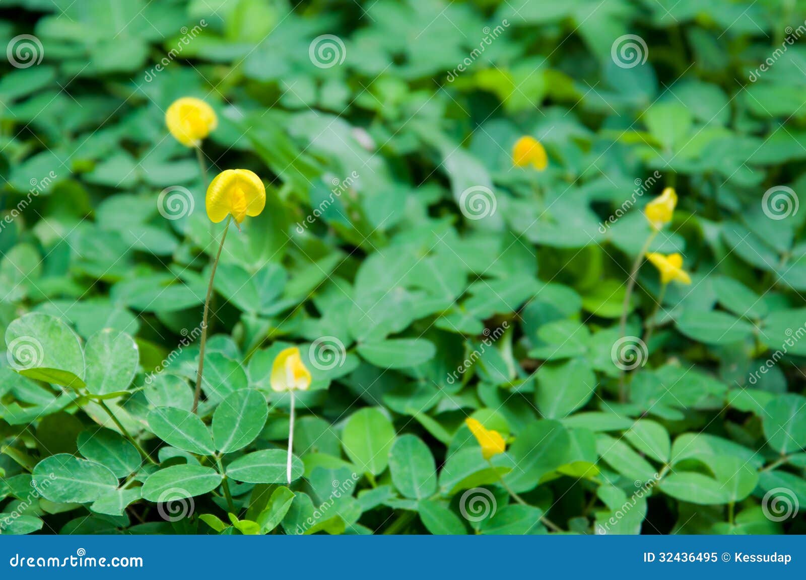 Arachide De Pinto (pintoi D'arachis) Dans Le Jardin Image stock - Image ...