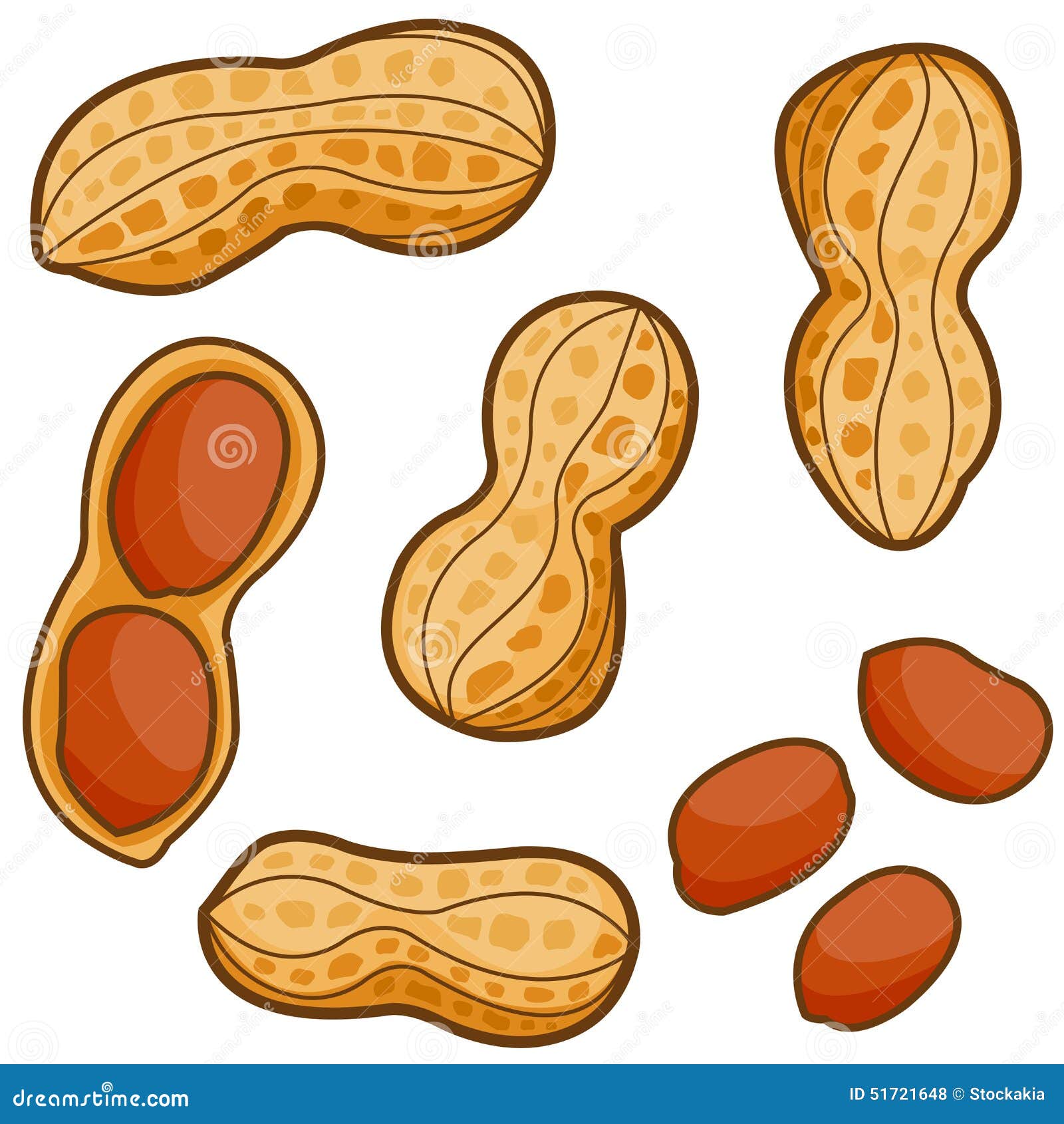 Arachides illustration de vecteur. Illustration du organique - 51721648