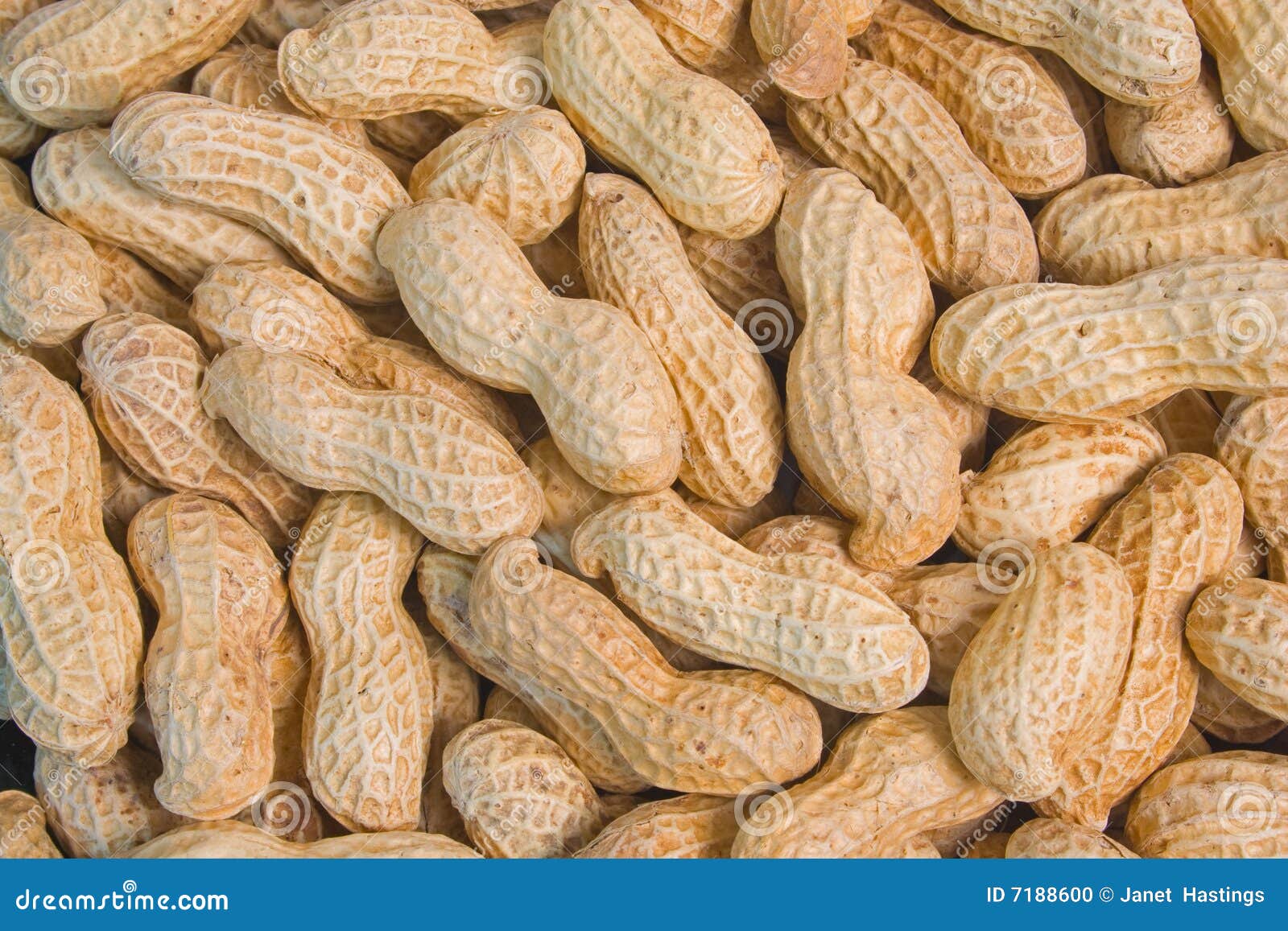 Arachides photo stock. Image du entier, coque, horizontal - 7188600