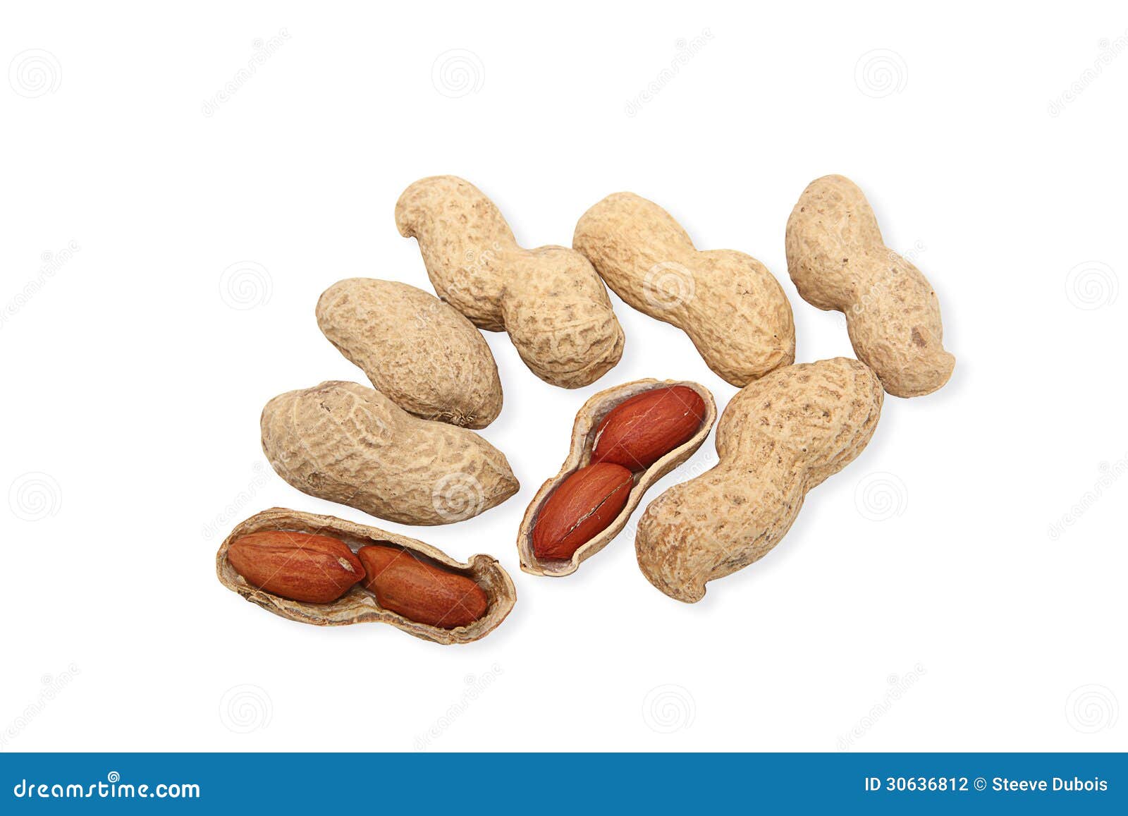 Arachidi isolate su bianco fotografia stock. Immagine di rossastro ...