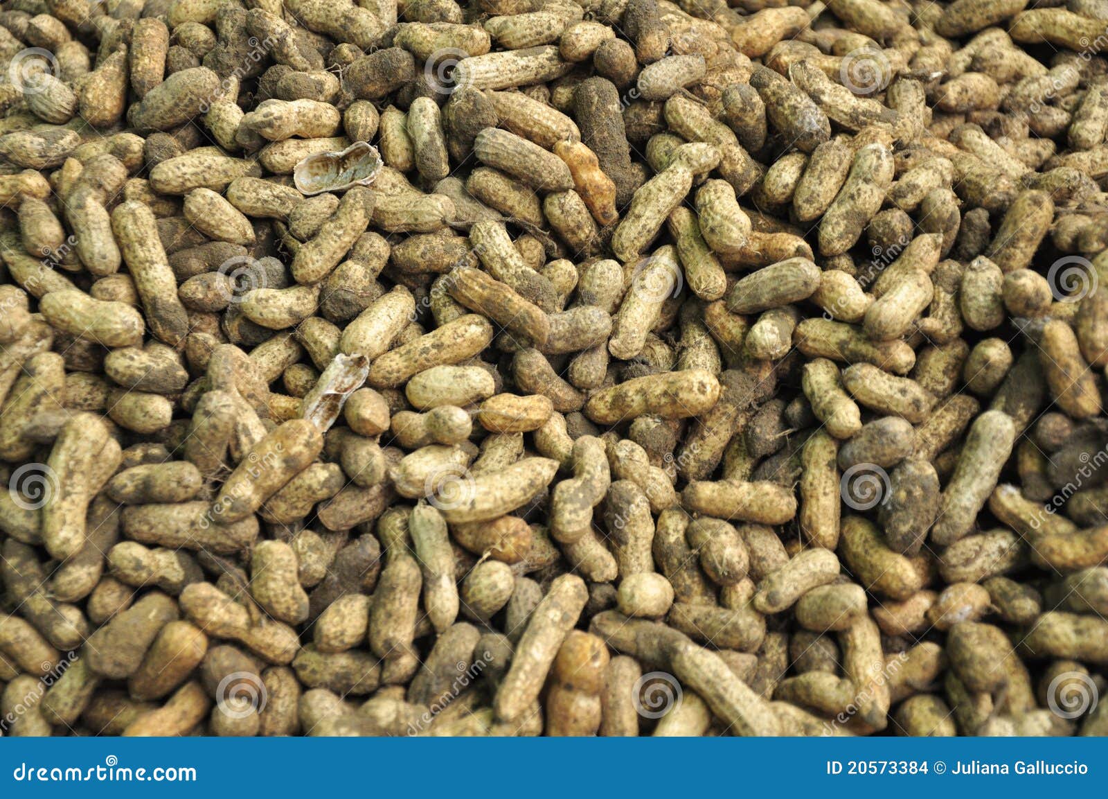 Arachidy zdjęcie stock. Obraz złożonej z chroniony, abstrakt - 20573384