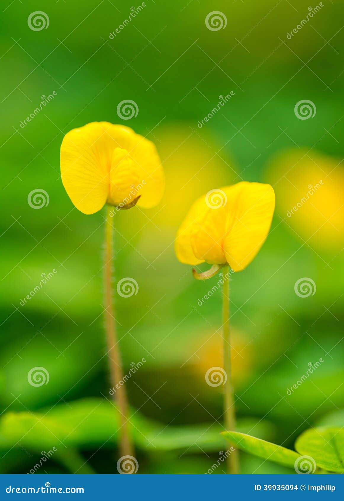 Arachis duranensis stock photo. Image of abstract, focus - 39935094