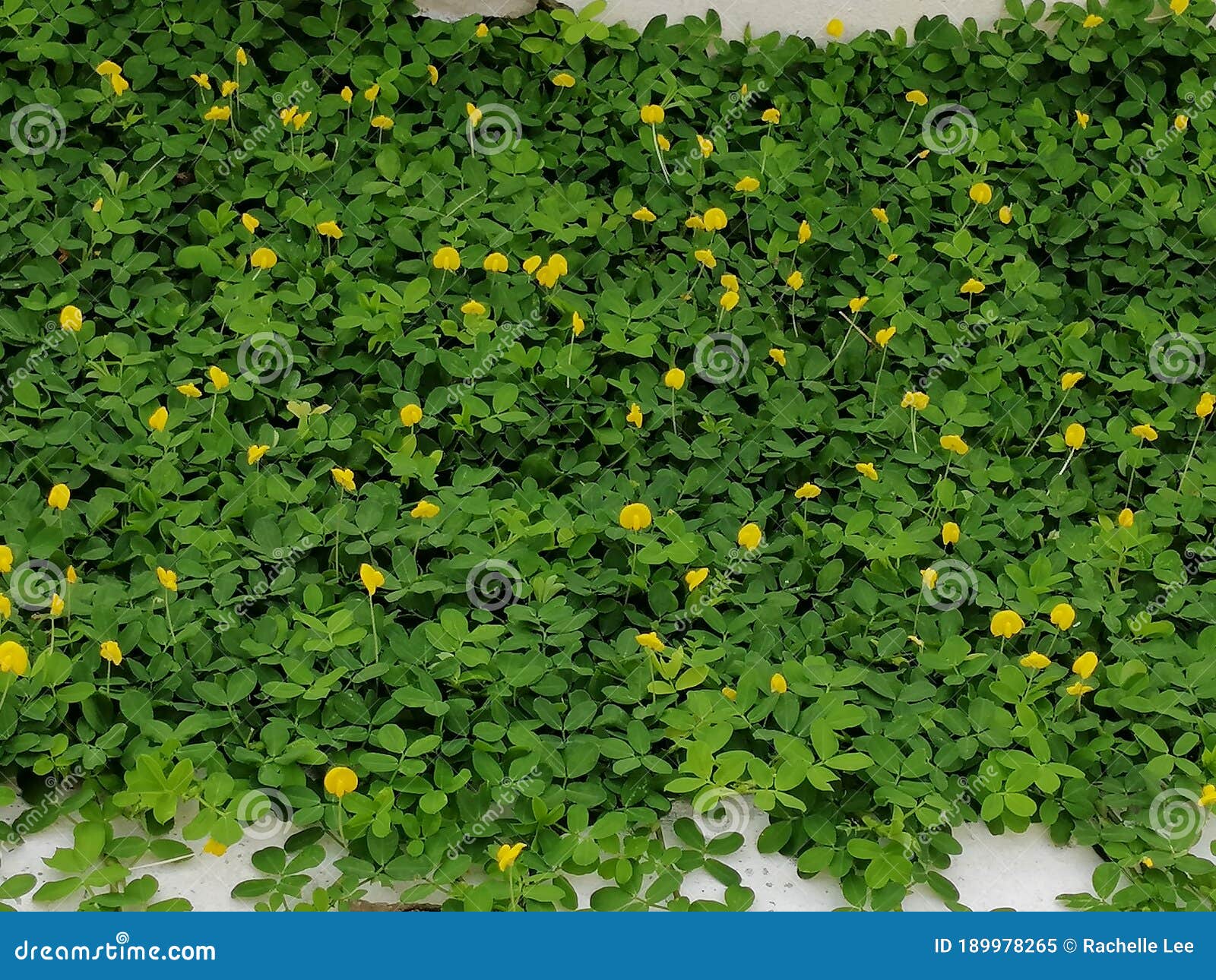 Arachis duranensis stock image. Image of duranensis - 189978265