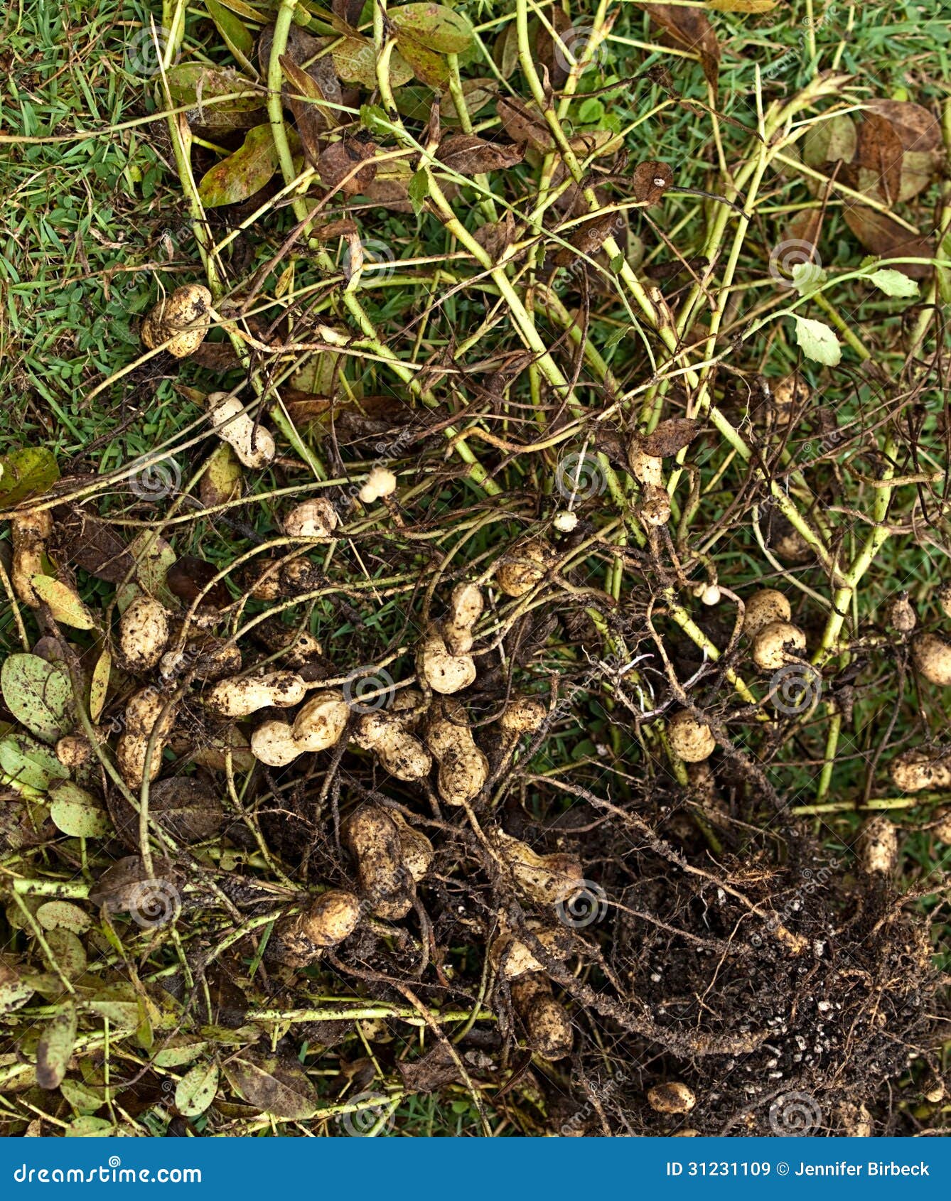 Arachis Hypogaea Della Pianta Dell'arachide Immagine Stock - Immagine ...