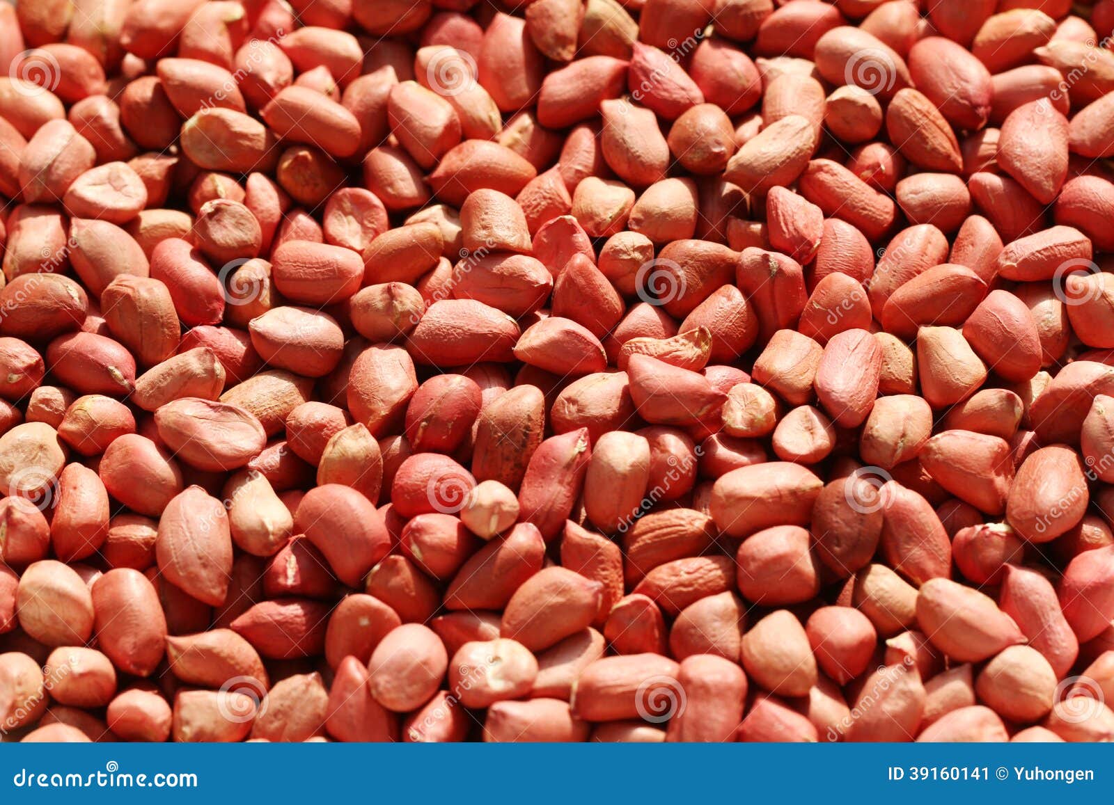 Arachis hypogaea stock image. Image of seed, beans, food - 39160141