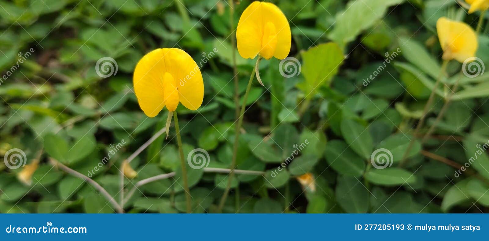 Arachis pintoi stock image. Image of pintoi, spreading - 277205193