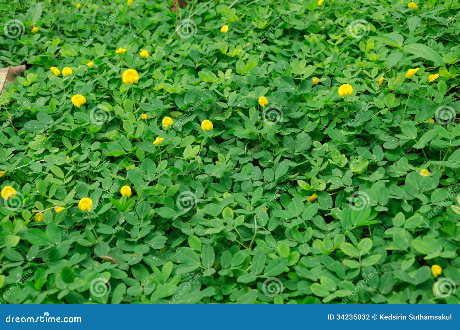 Arachis Pintoi Or Pinto Peanut Stock Photography - Image: 34235032