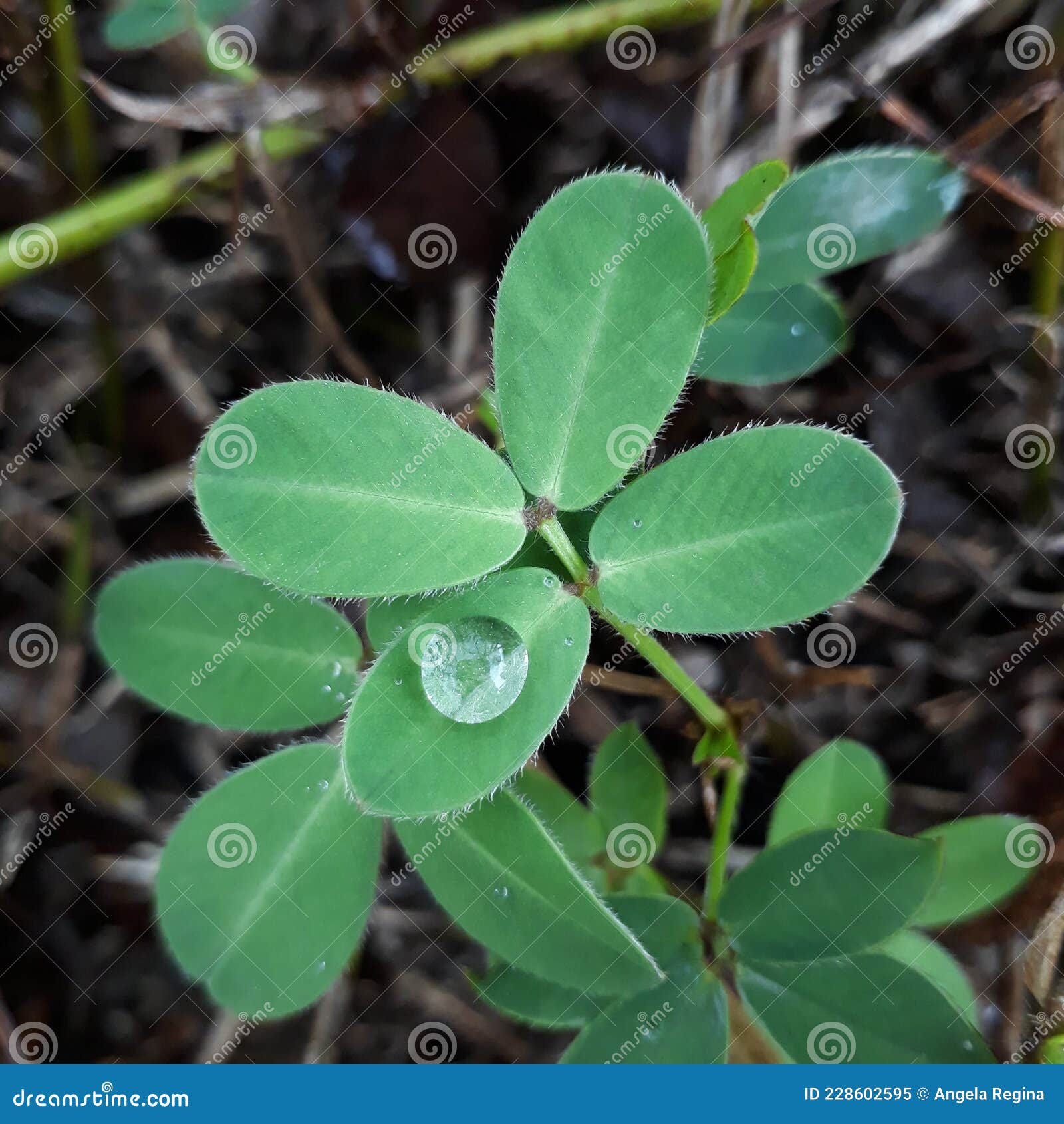 Arachis Repens Handro, with Water Droplet on Its Leaf. Stock Image ...