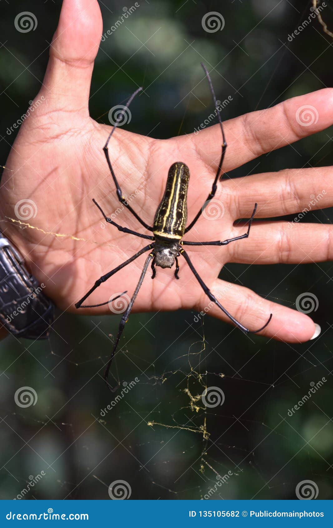 Arachnid, Spider, Invertebrate, Insect Picture. Image: 135105682