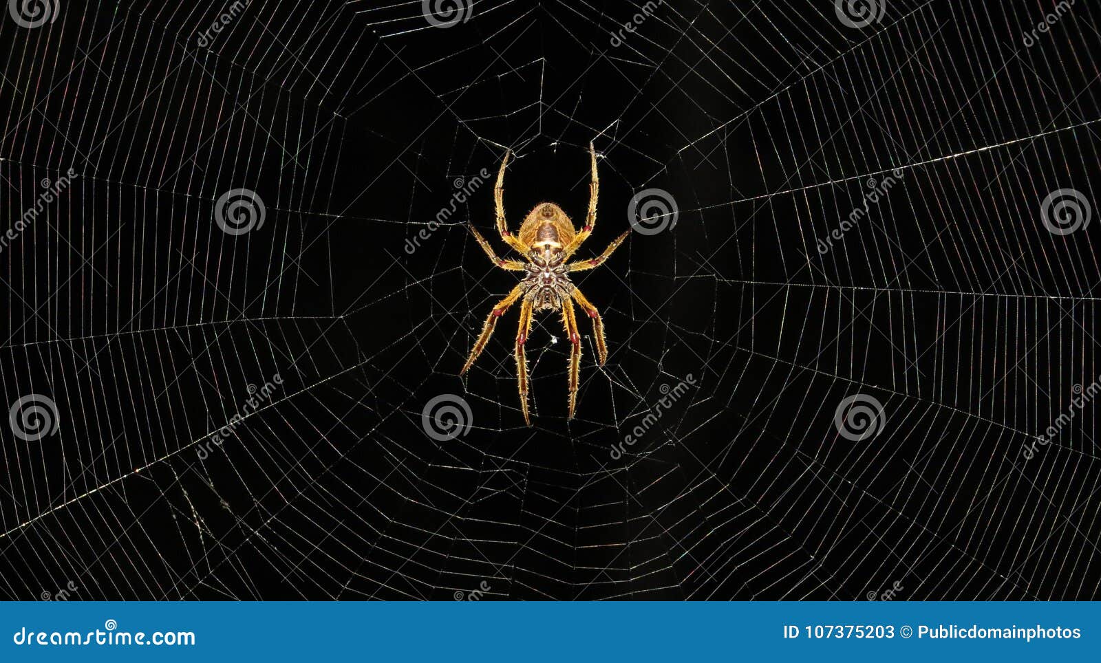 Arachnid, Spider, Spider Web, Invertebrate Picture. Image: 107375203