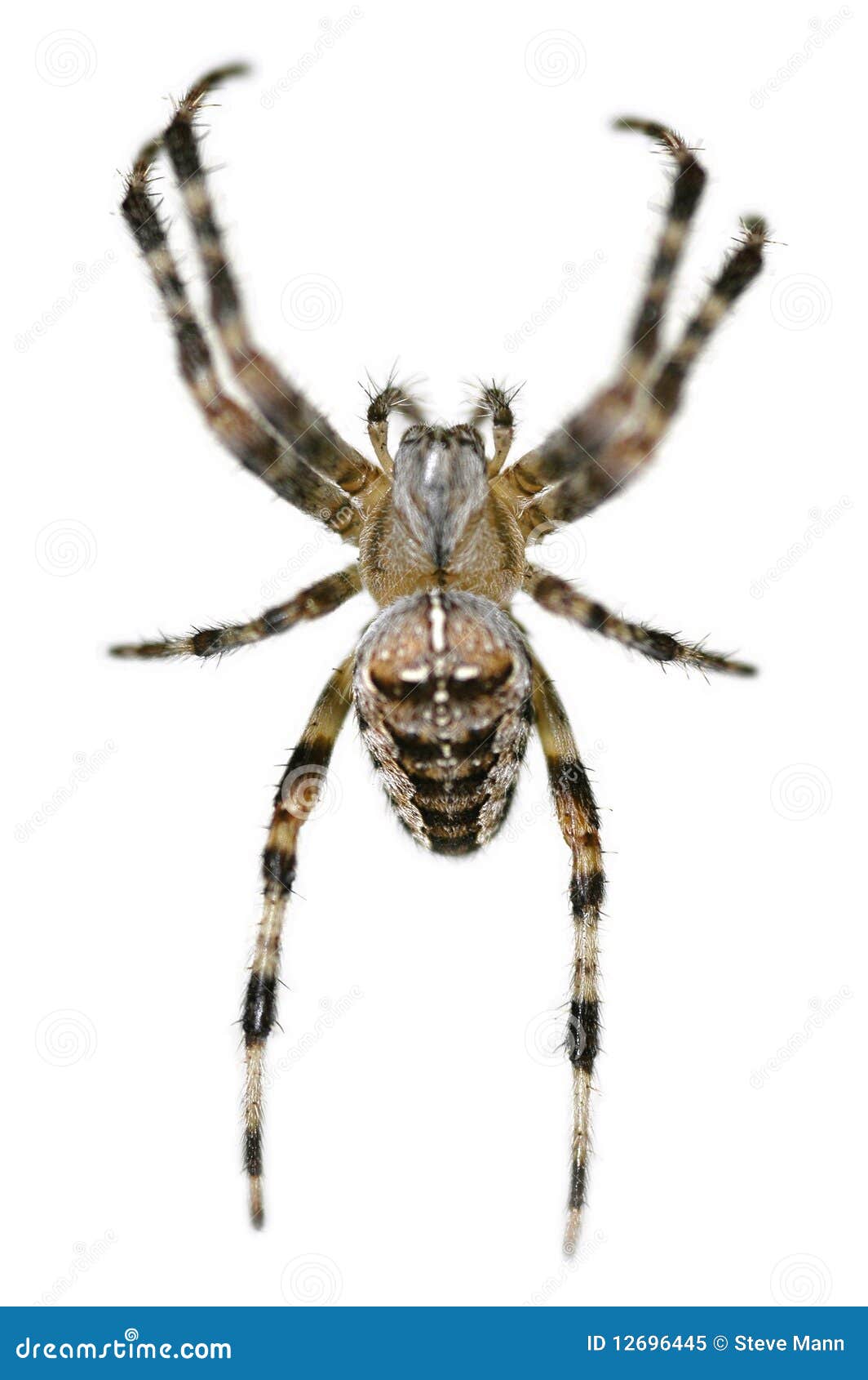 Arachnophobia stock image. Image of phobia, predator - 12696445