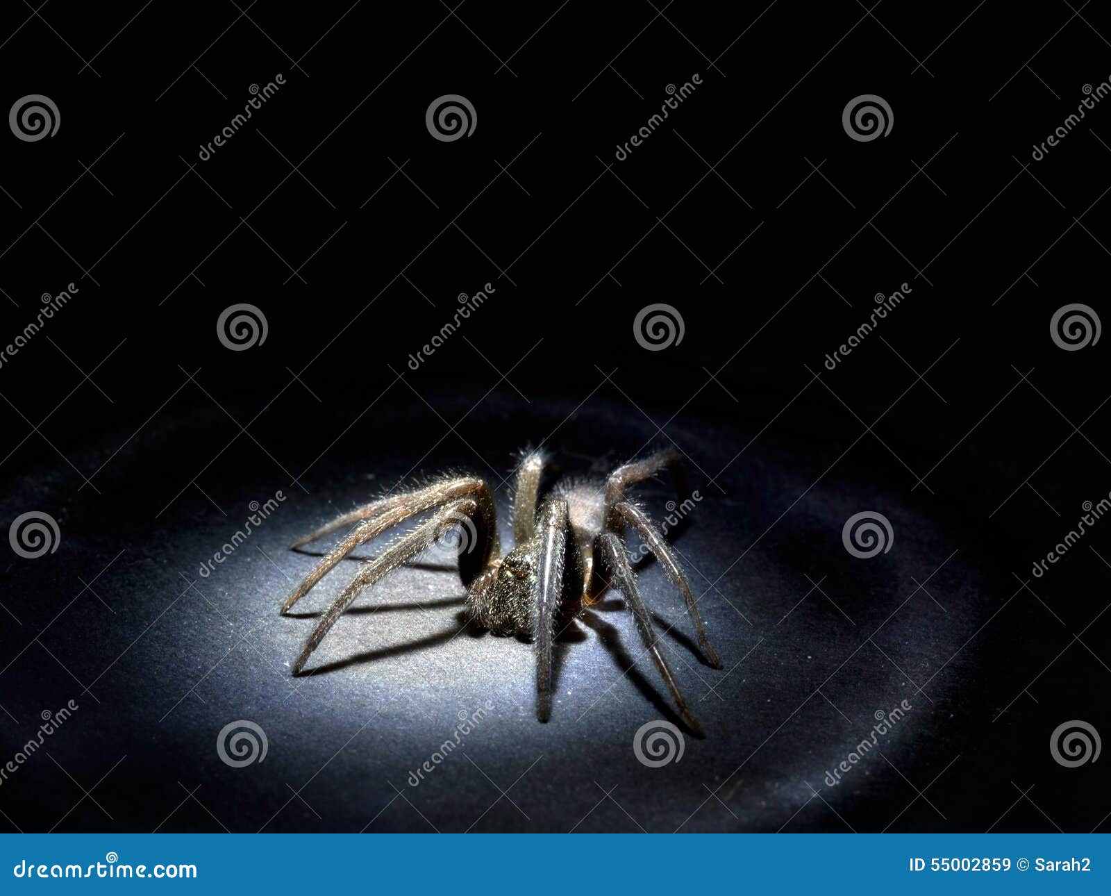 Arachnophobiaconcept Grote Harige Spin in Schijnwerper Macro Stock ...