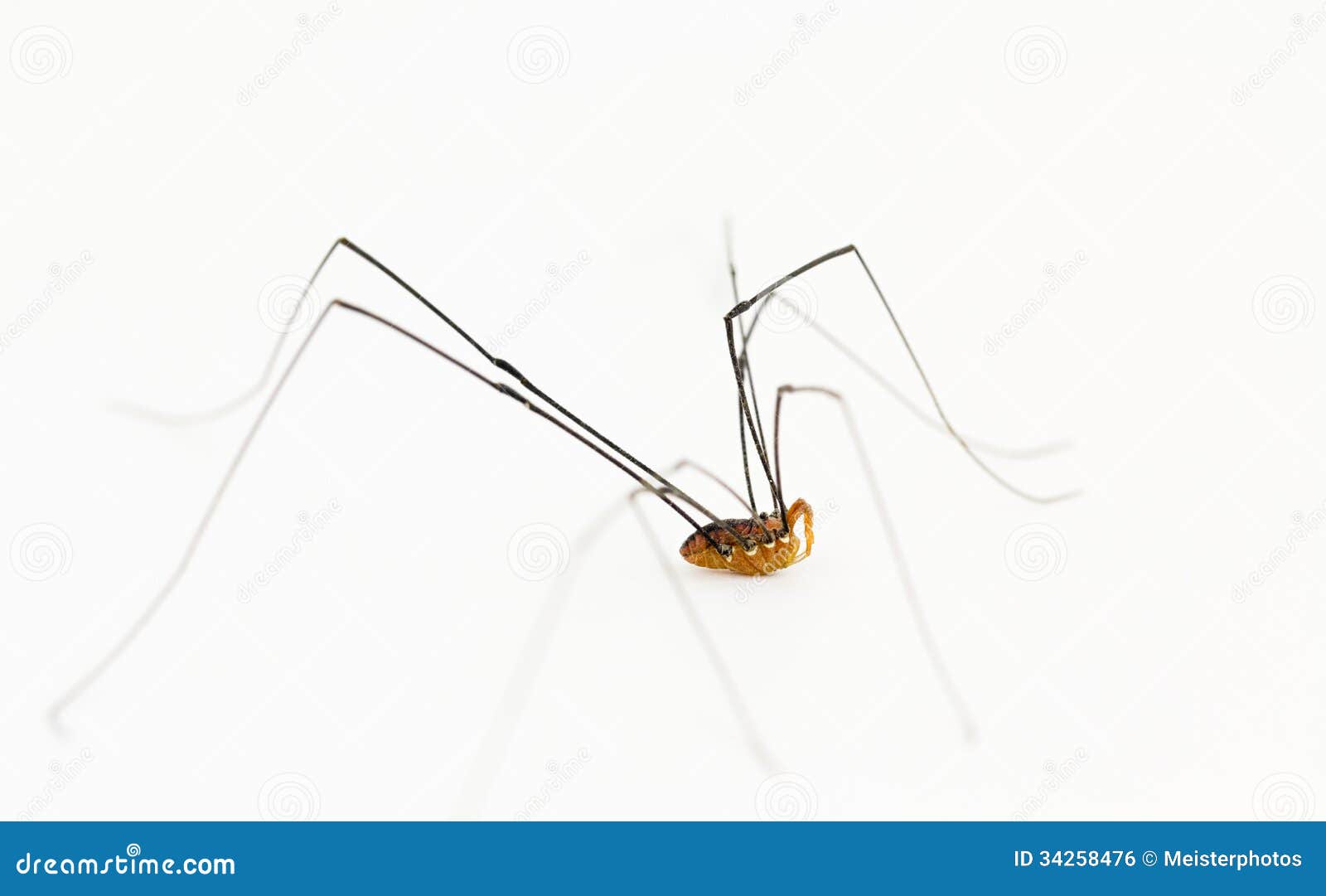 Aracnídeo Do Opilião Do Opiliones Foto de Stock - Imagem de manchas ...