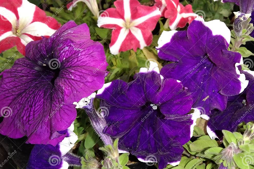 Aractive colur flower stock photo. Image of flower, lavender - 260801320