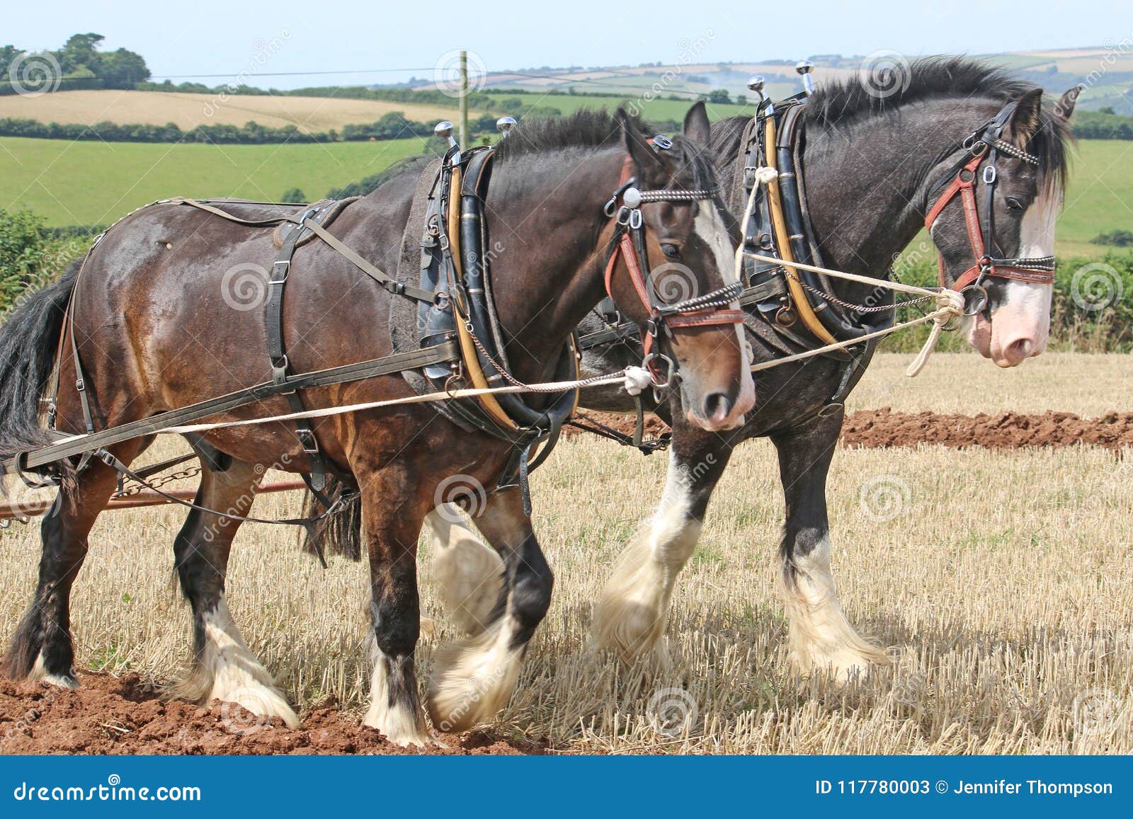 Arado De Los Caballos De Condado Imagen de archivo - Imagen de condado ...